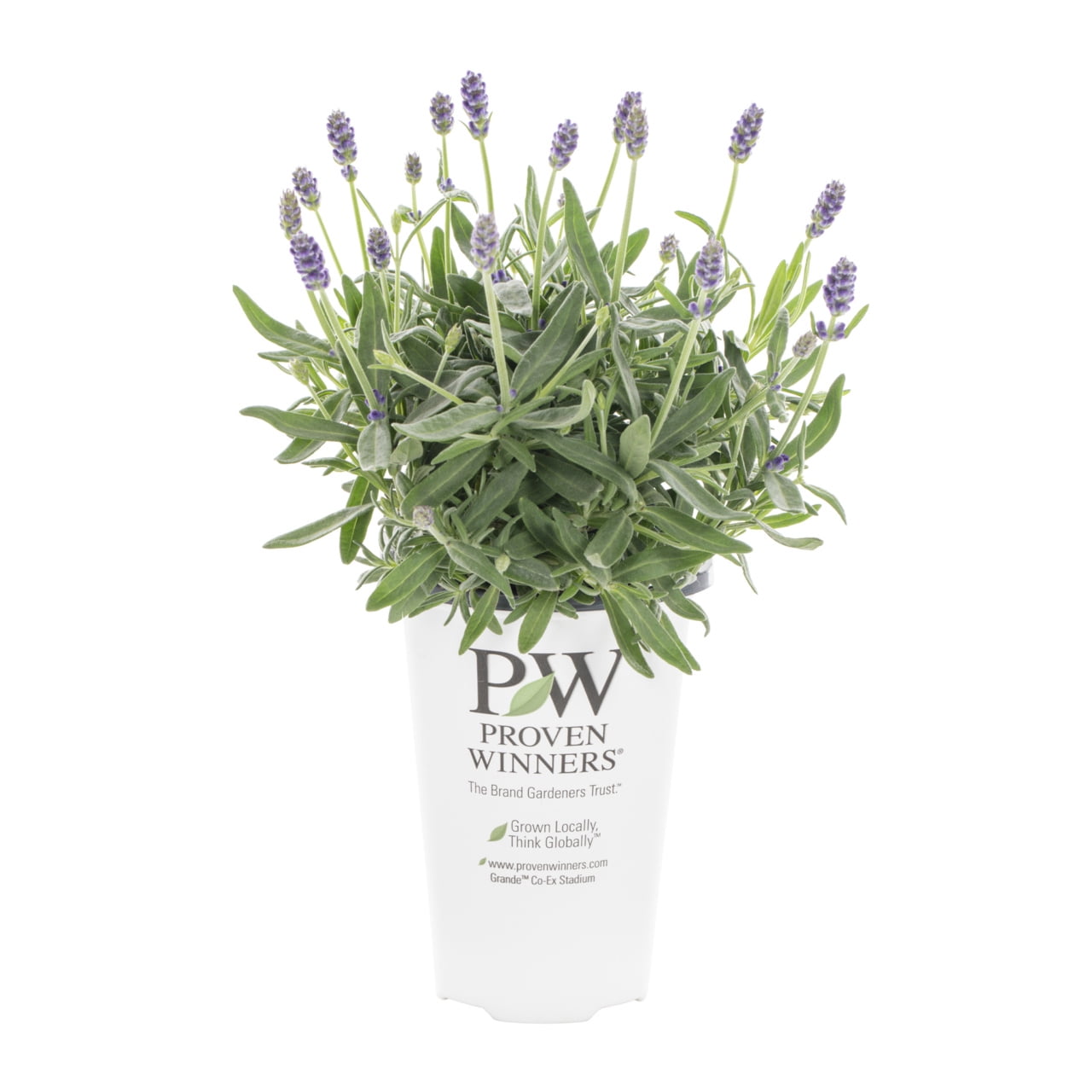 Proven Winners 1.5PT Lavender Sweet Romance Live Perennial Plant Sun ...