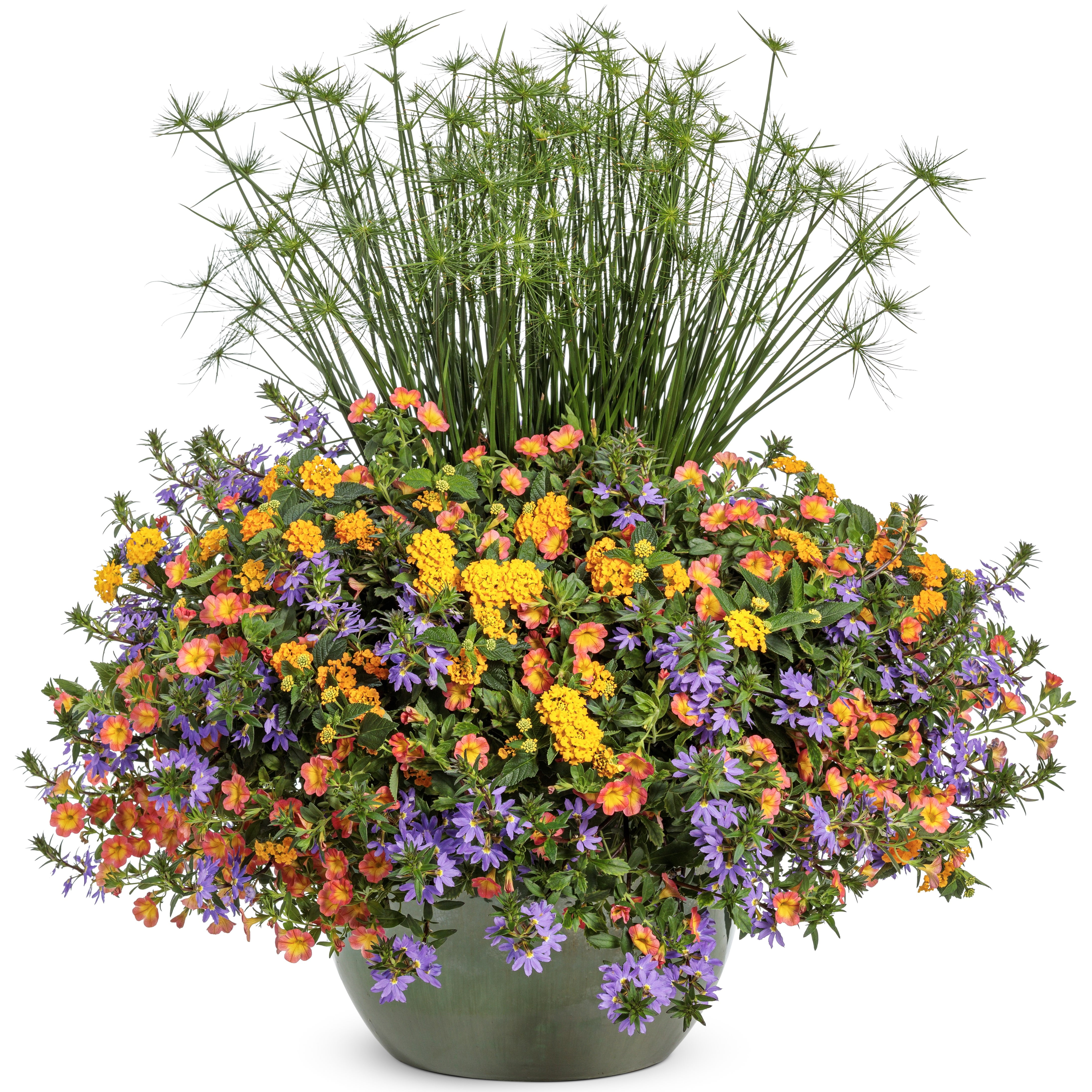Proven Winners 2.5G Multicolor Multispecies Combo Annuals Outdoor Live ...