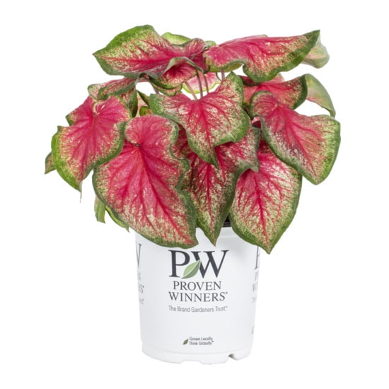 Proven Winners 2QT Pink Caladium Heart to Heart Tickle Me Pink Live ...