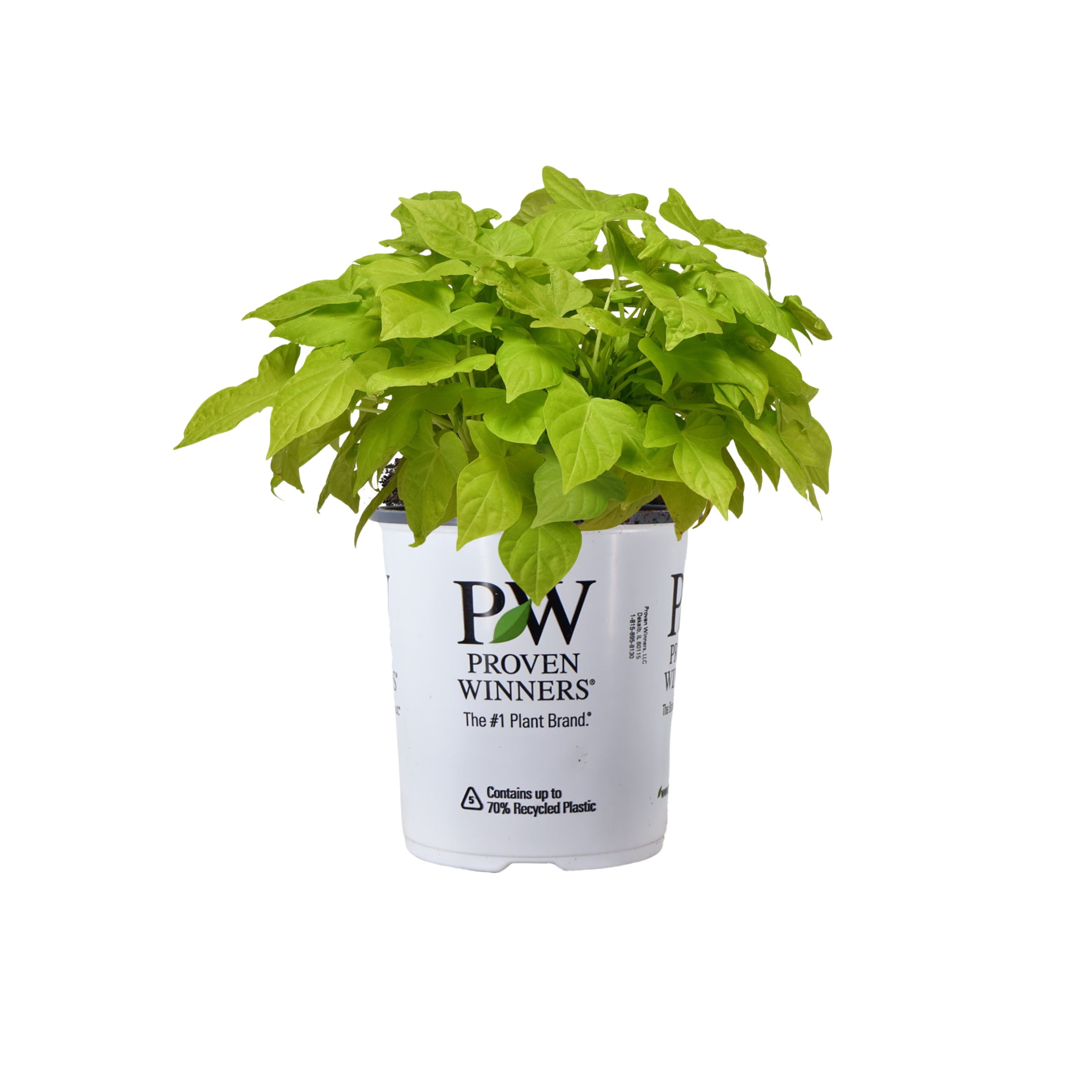 Proven Winners 2.5QT Ipomoea Sweet Potato Vine Sweetheart Lime Live ...