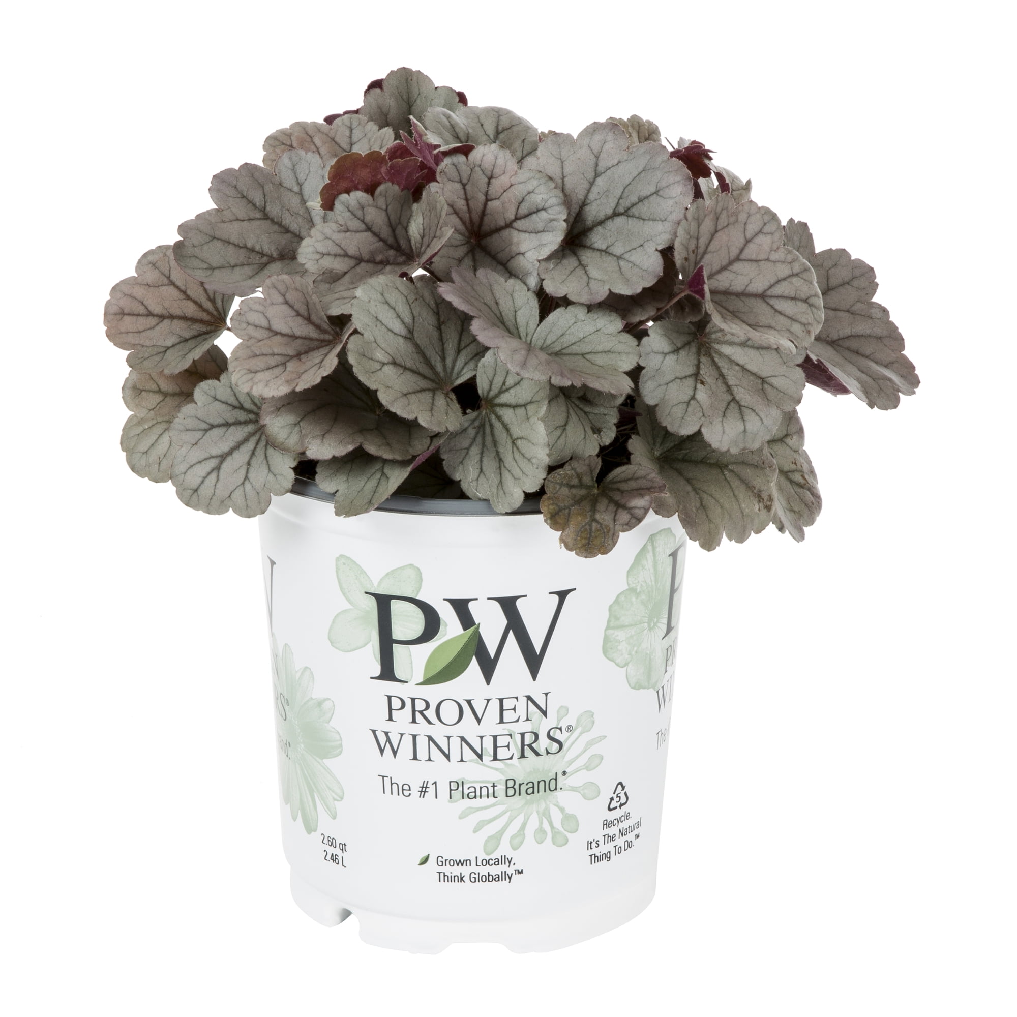 Proven Winners 2.5QT Multicolor Heuchera Live Plants Part Sun - Walmart ...