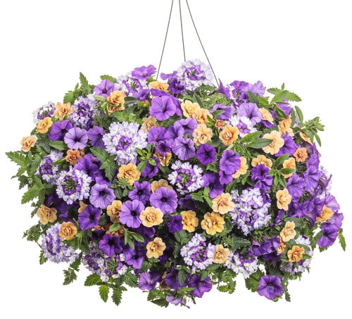 Proven Winners 2 Gal Annual Combo Hanging Basket, Polar Peach, Partial ...