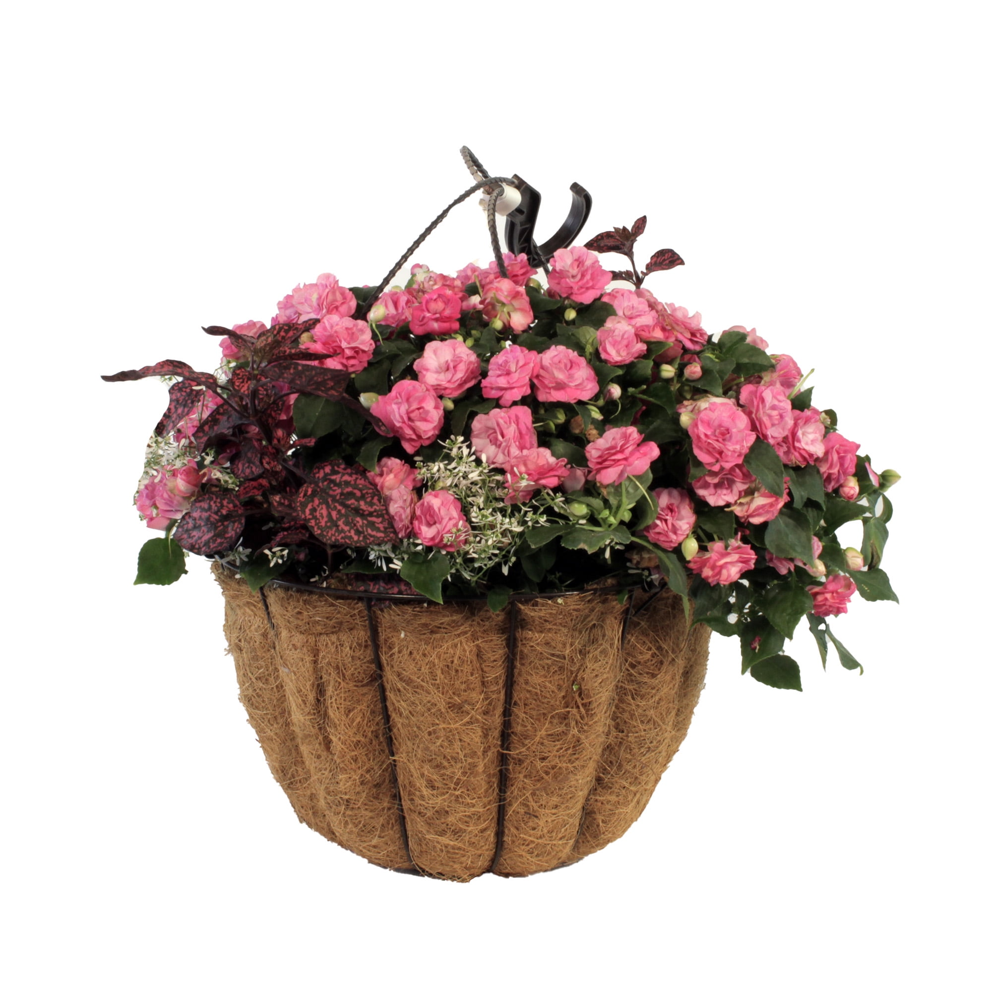 Proven Winners 2 Gallon Hanging Basket 'Gloria Rose' Annual Combo Live ...