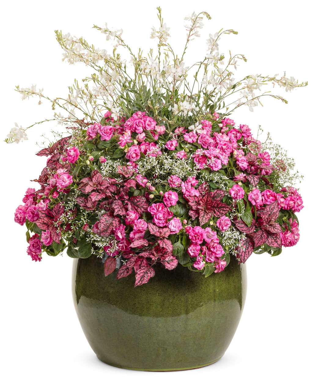 Proven Winners 2G Combo Gloria Rose, Annual Container Coco Welcome ...