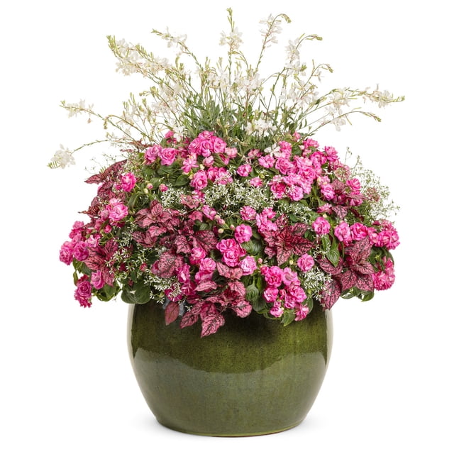 Proven Winners 2G Combo Gloria Rose, Annual Container Coco Welcome ...