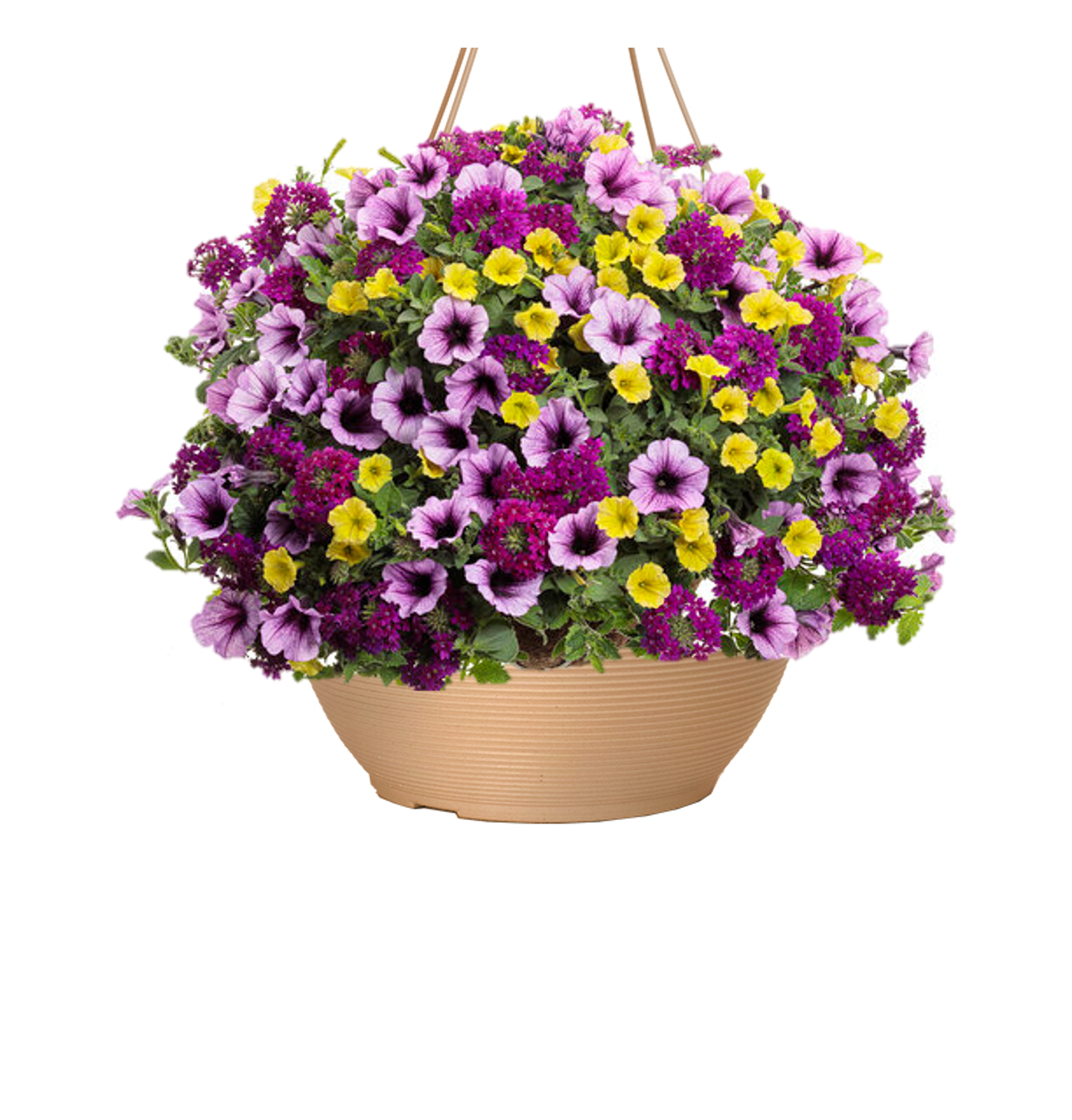 Proven Winners 2Gal Combo, Wine Country, Annual, Part Sun, Annuals ...