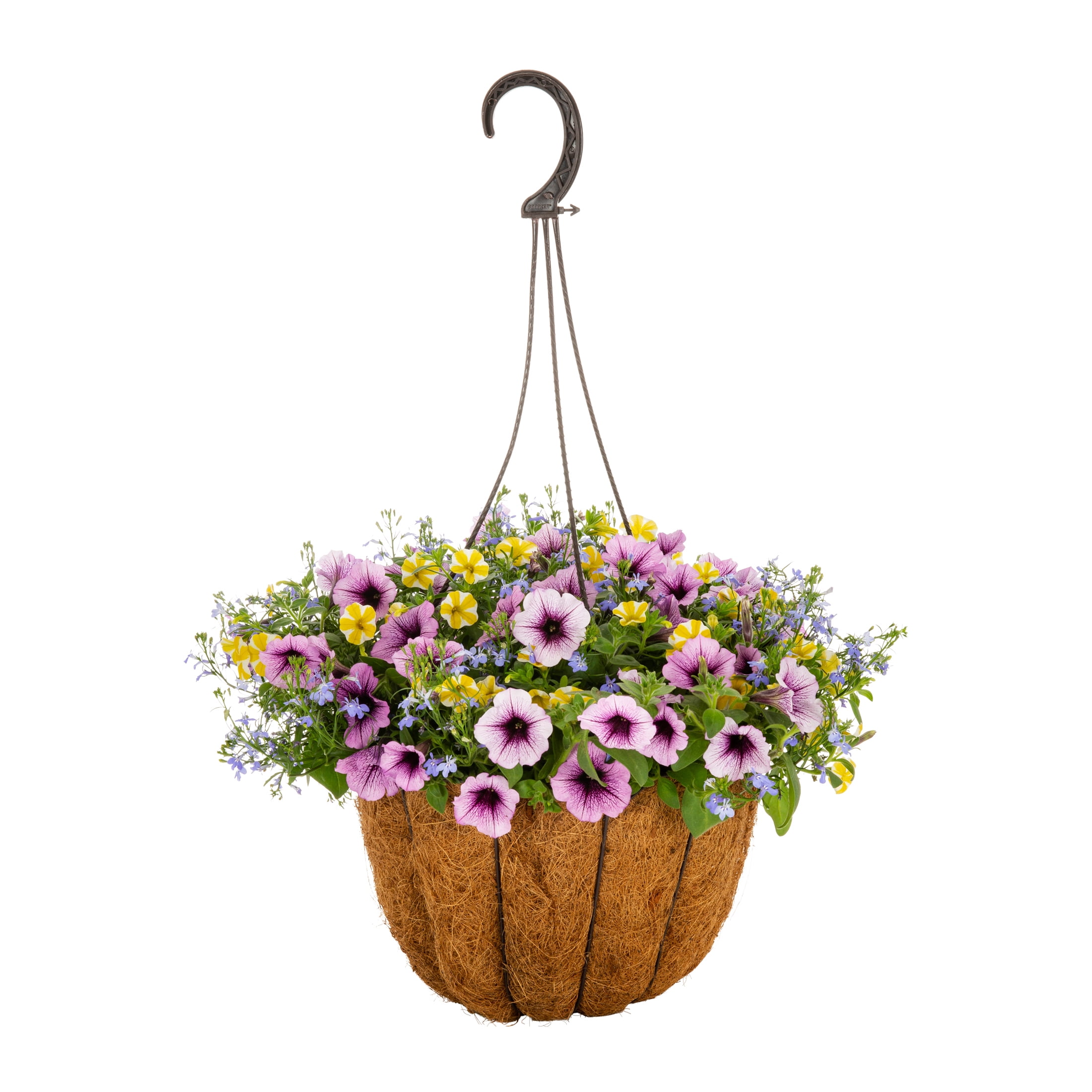 Proven Winners 2G Multicolor Annual Combo Live Plants with Hanging ...