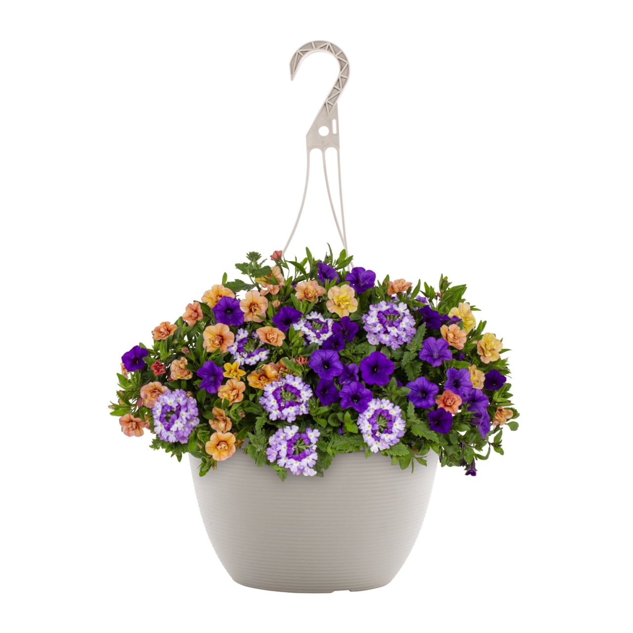 Proven Winners 2gal Calibrachoa Petunia Verbena Polar Peach Live Annual ...