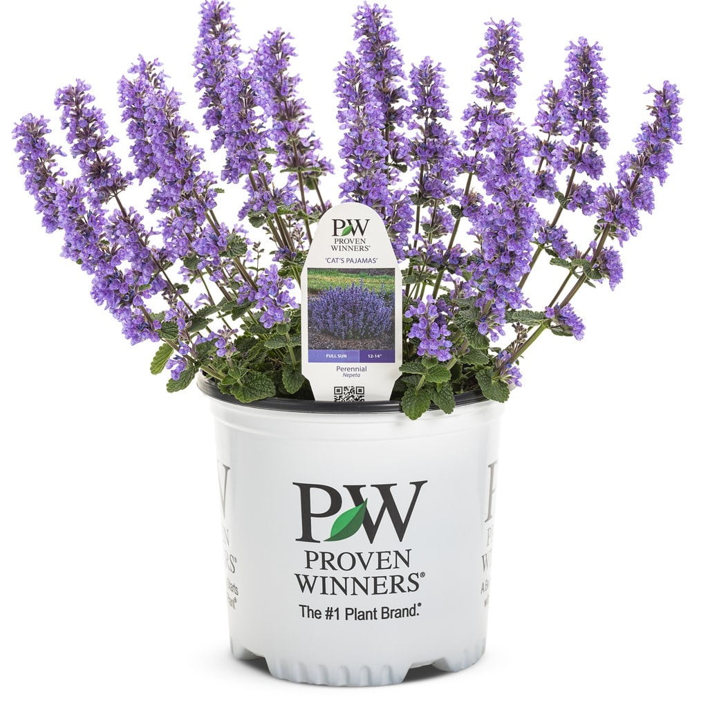 Proven Winners 3 Quart Purple Nepeta Cat's Pajamas Full Sun Perennial ...