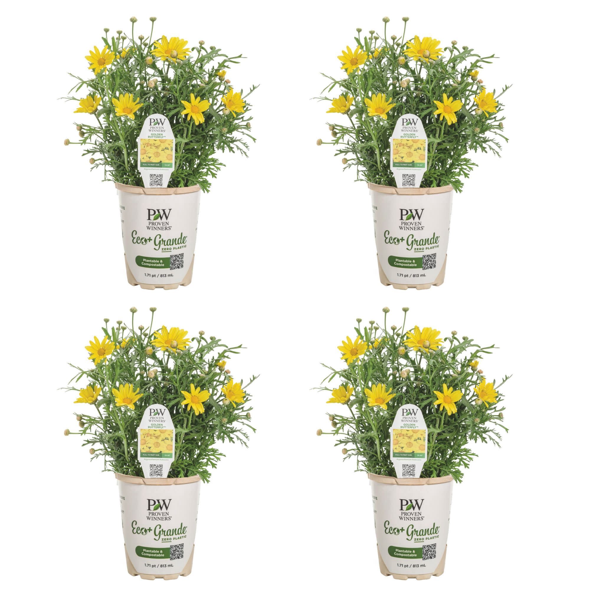 Proven Winners 4" Yellow Golden Butterfly Marguerite Daisy Live Plant ...