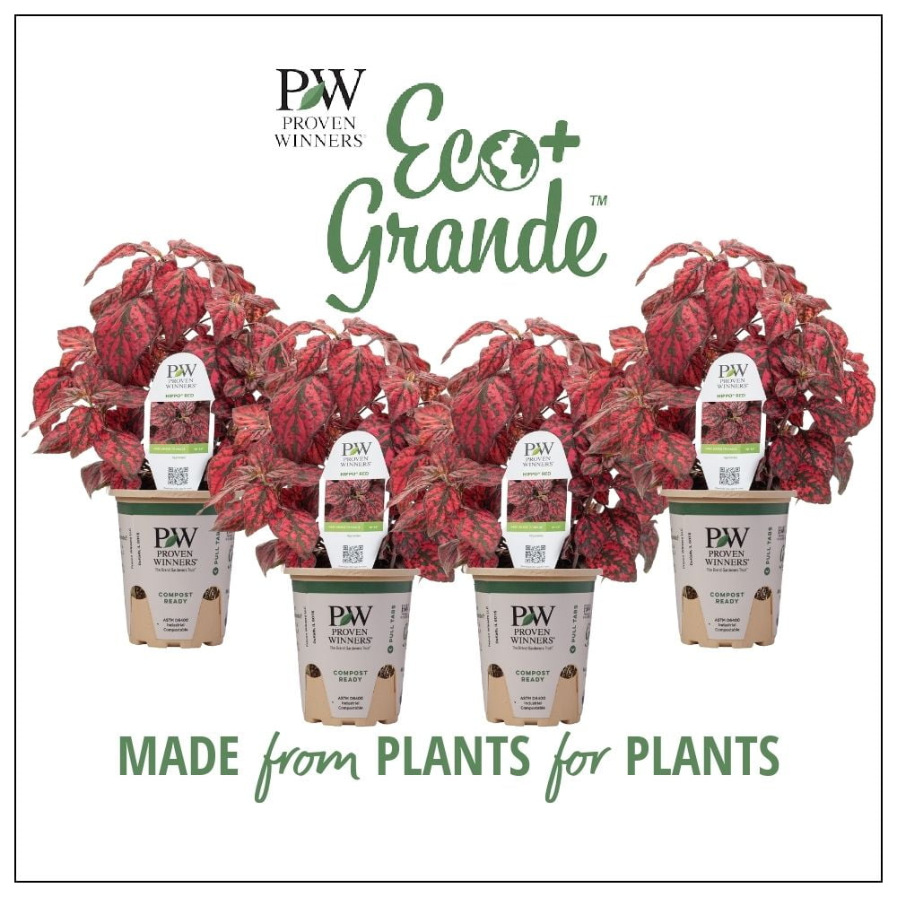 Proven Winners 4.25 in. Eco+Grande, Hippo Red Polka Dot Plant ...