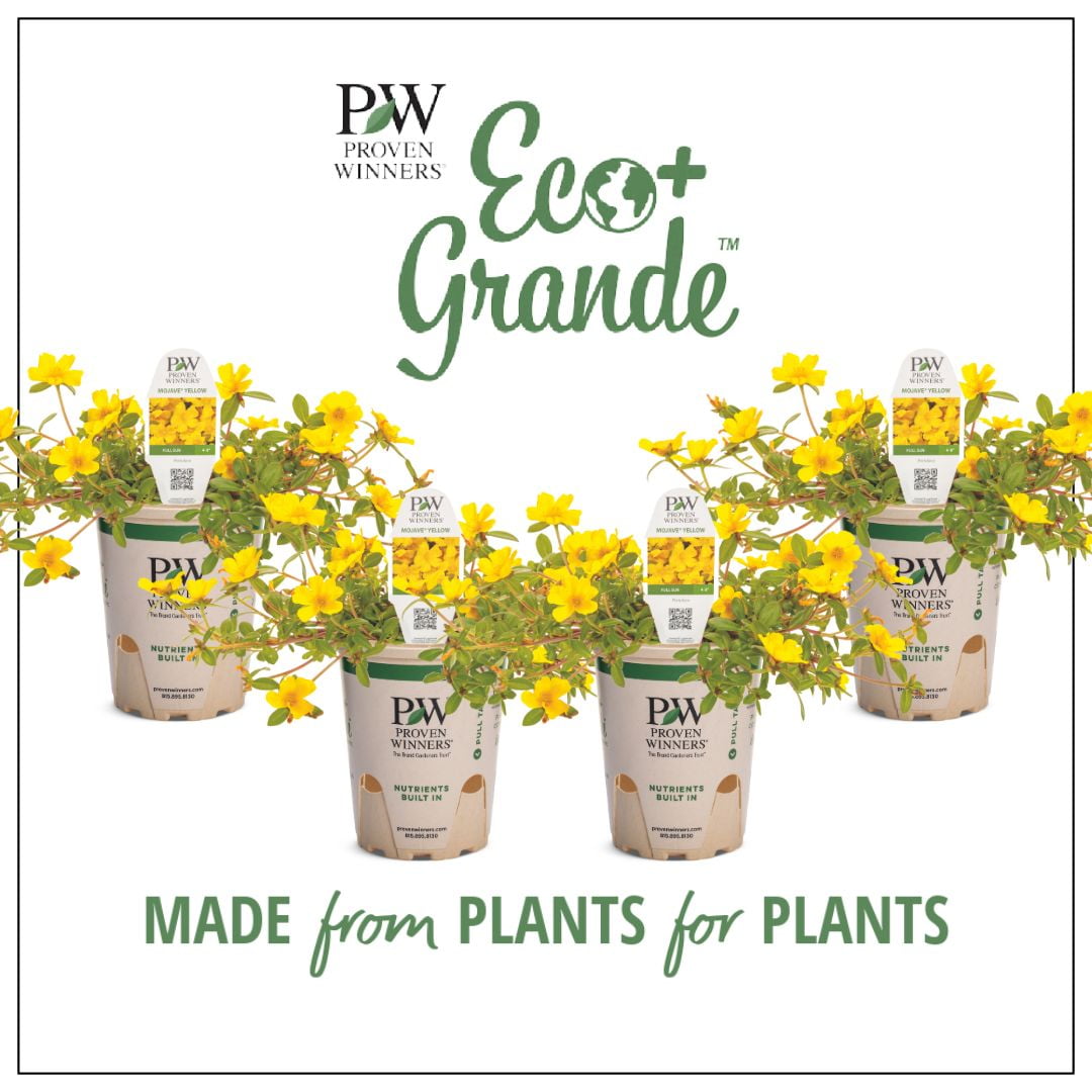 Proven Winners 4.25 in. Eco+Grande, Mojave Yellow Moss Rose (Portulaca ...