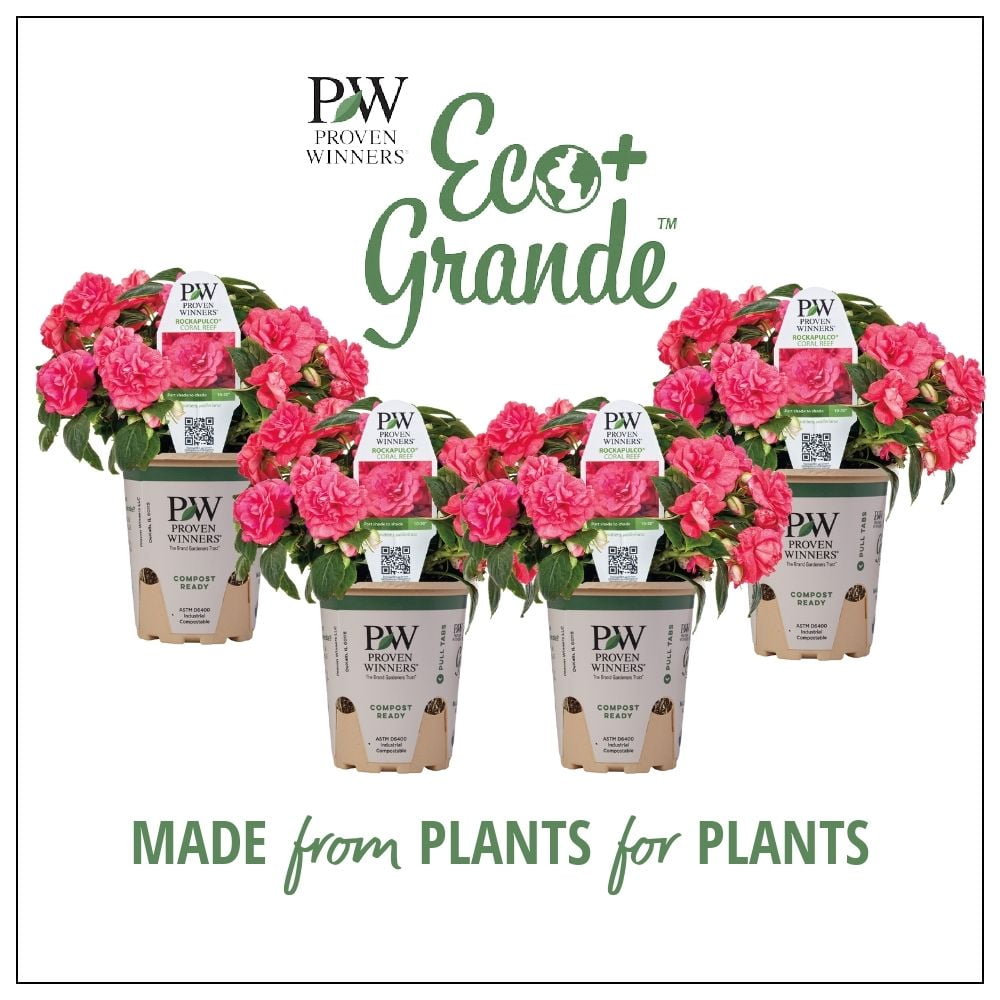 Proven Winners 4.25 in. Eco+Grande, Rockapulco Coral Reef (Double ...