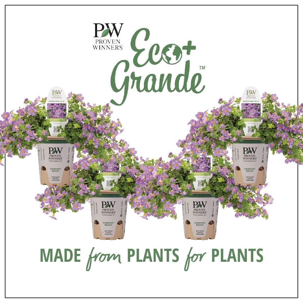 Proven Winners 4.25 in. Eco+Grande, Snowstorm Blue Bacopa (Sutera) Live ...