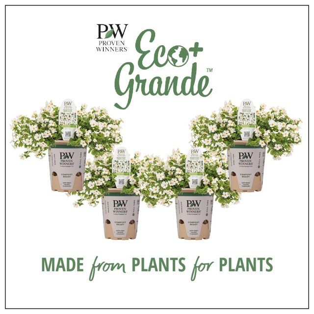 Proven Winners 4.25 in. Eco+Grande, Snowstorm Snow Globe Bacopa (Sutera ...