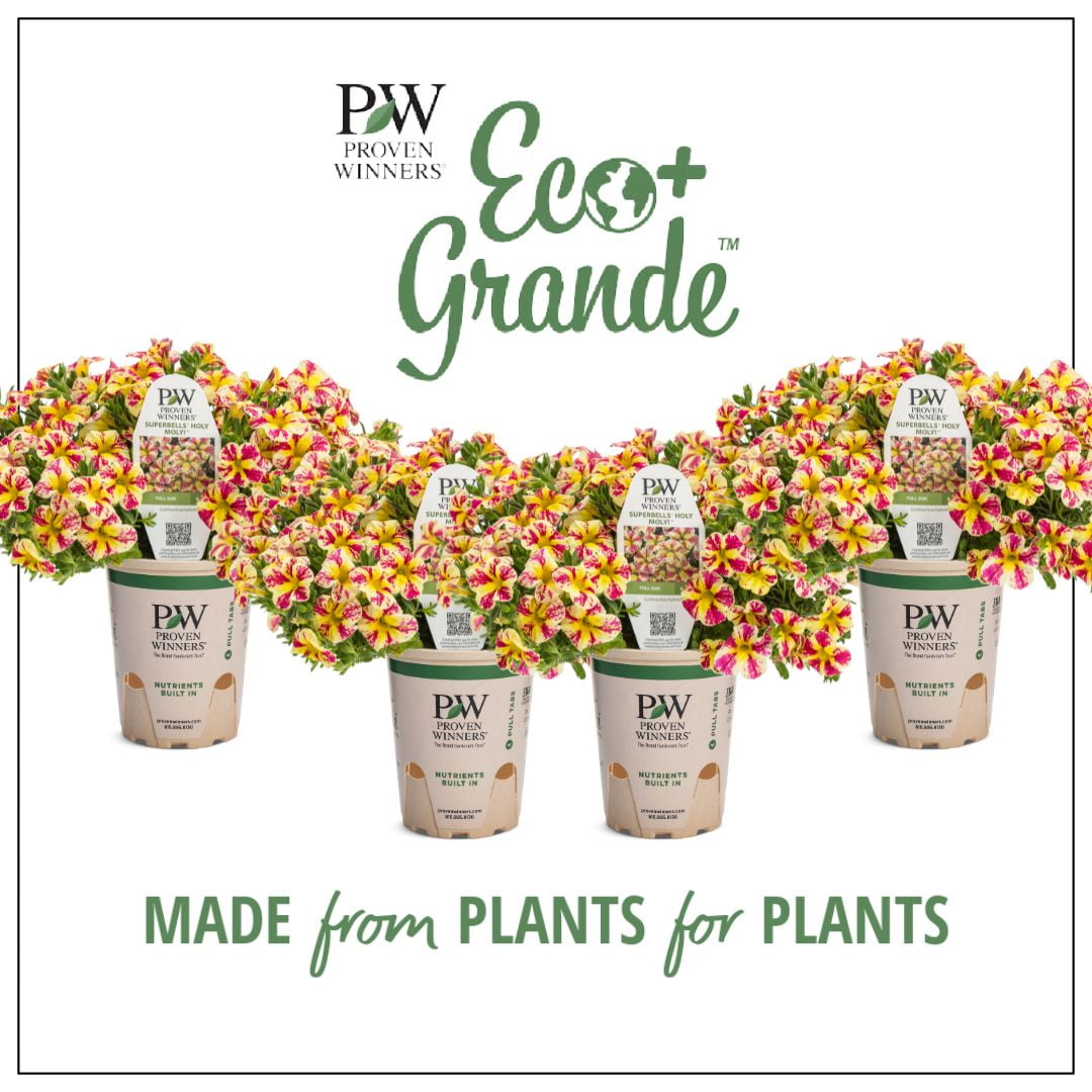 Proven Winners 4.25 in. Eco+Grande, Superbells Holy Moly! (Calibrachoa ...