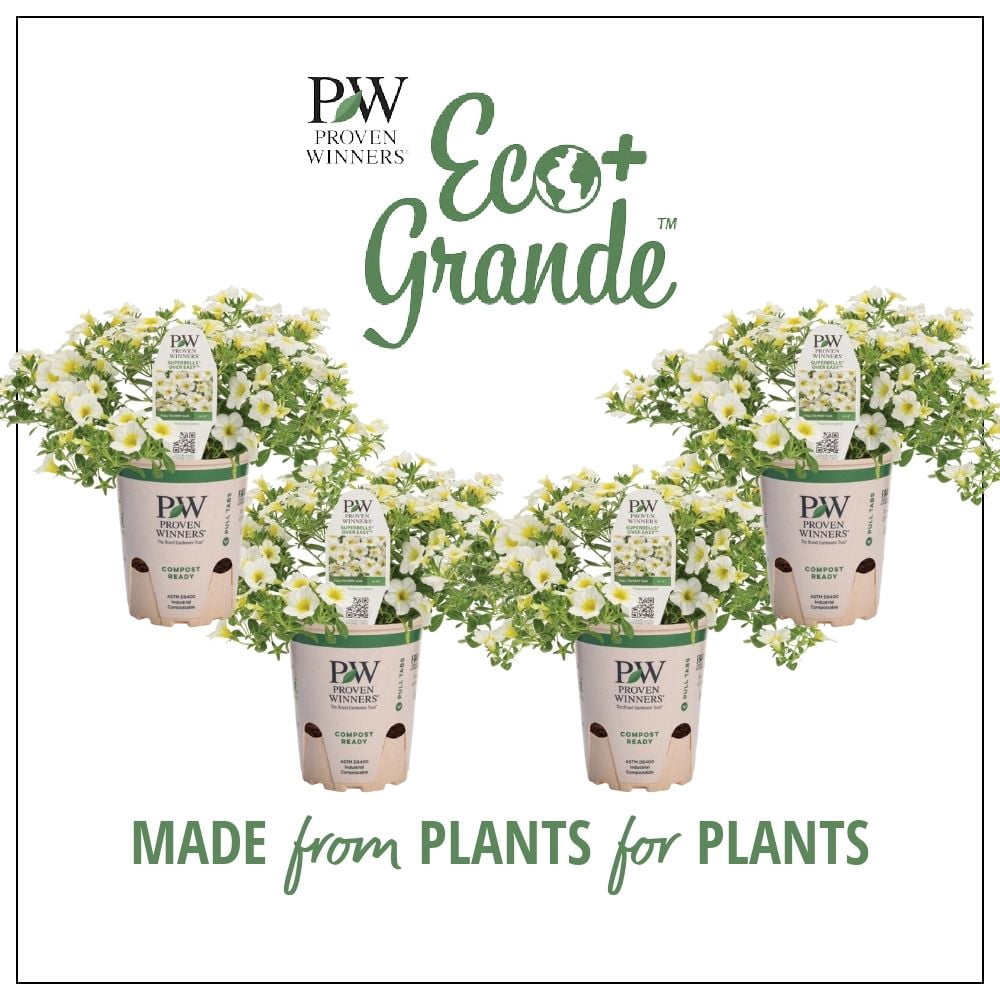 Proven Winners 4.25 in. Eco+Grande, Superbells Over Easy (Calibrachoa ...