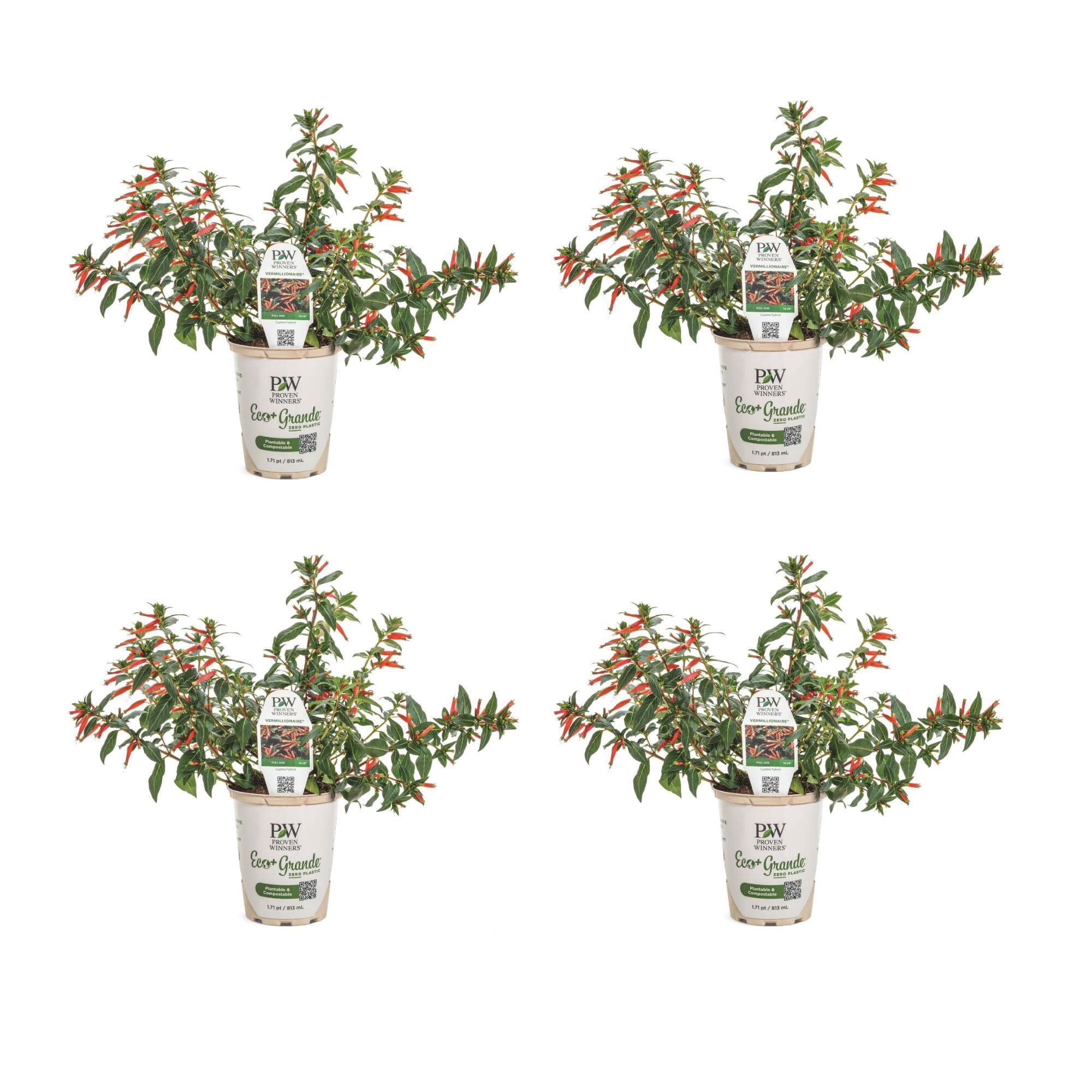 Proven Winners 4" Orange Vermillionaire Large Firecracker Plant Live ...