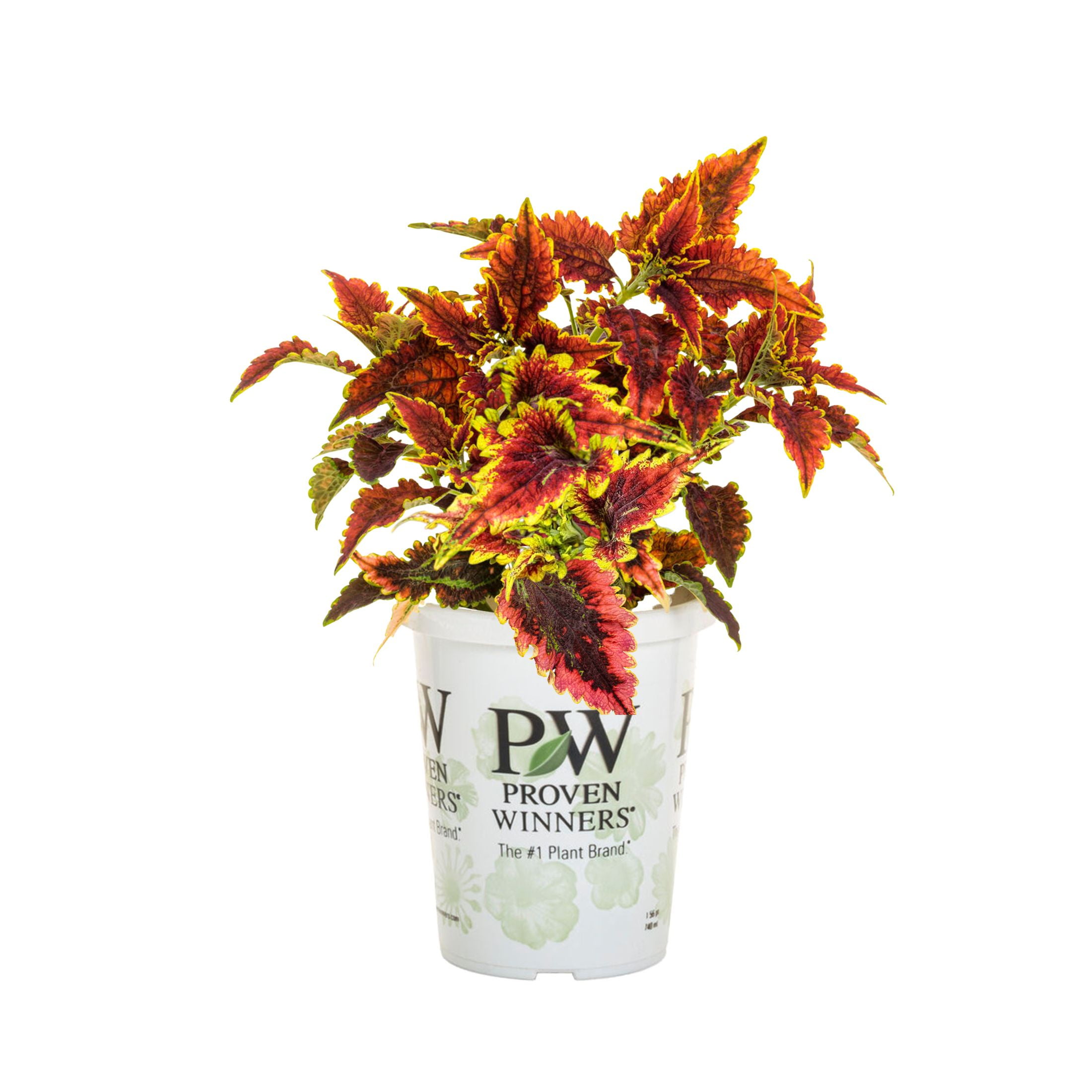 Proven Winners 4.25PT Multicolor Coleus El Brighto Live Plants Grower ...