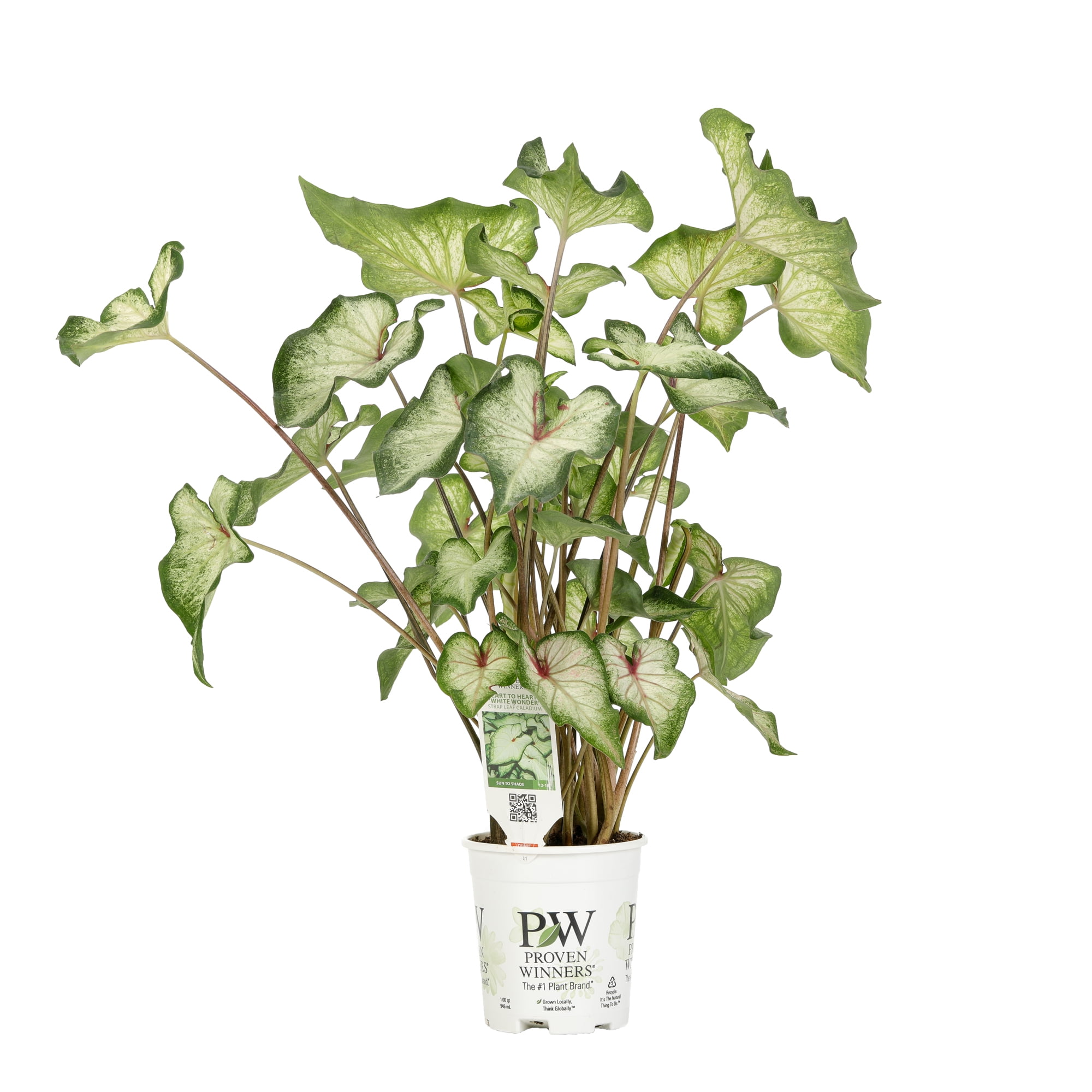 Proven Winners 4.5 in. Quart Heart to Heart White Wonder (Caladium ...