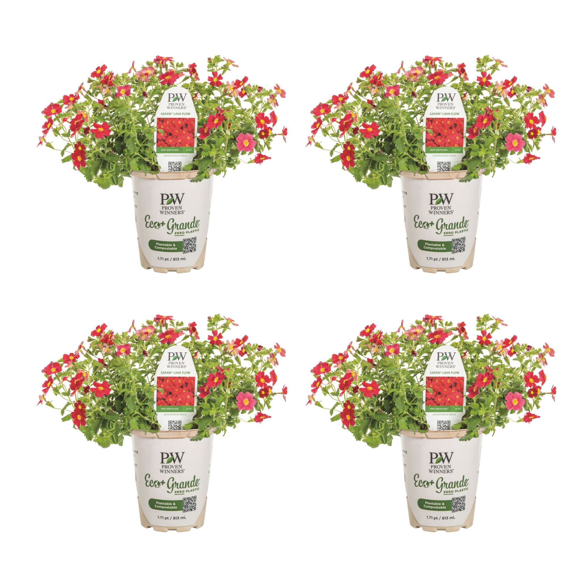 Proven Winners 4" Red Safari Lava Flow African Phlox Live Plant in 4.25 ...