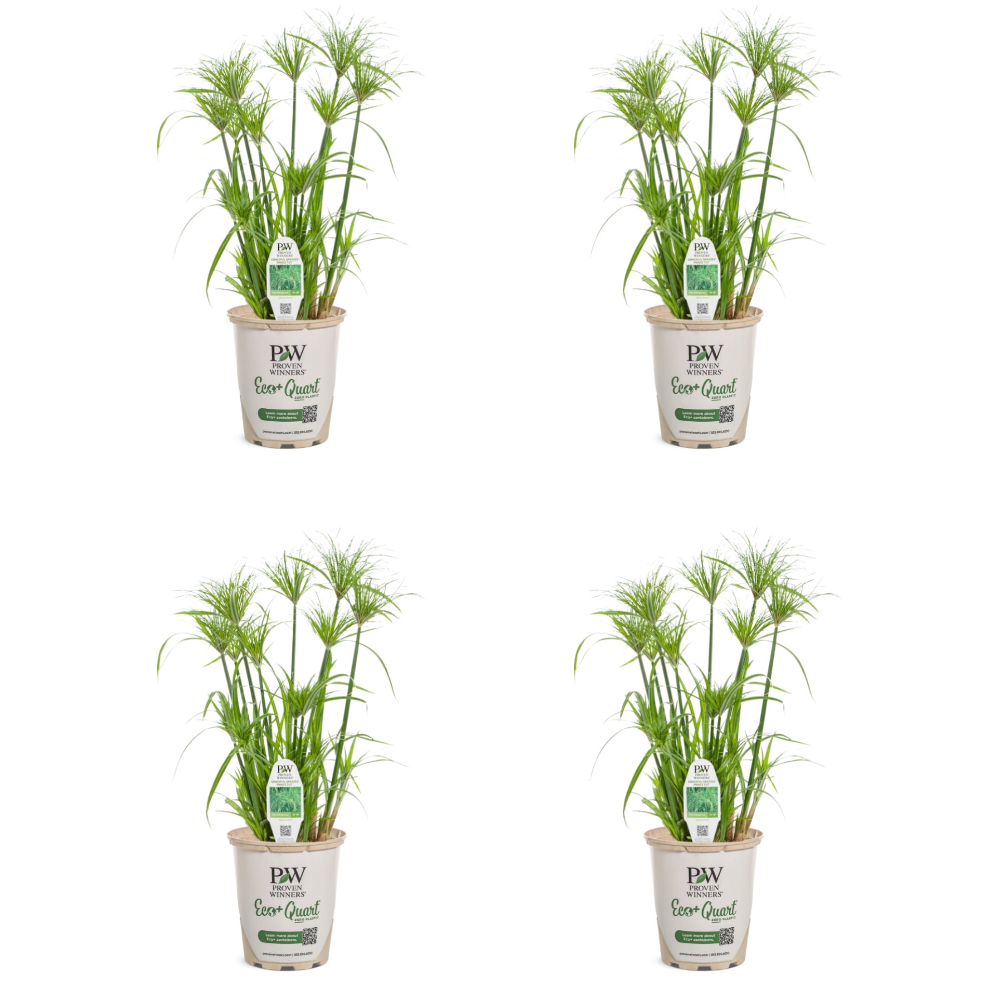 Proven Winners 5" Graceful Grasses Prince Tut Dwarf Egyptian Papyrus ...