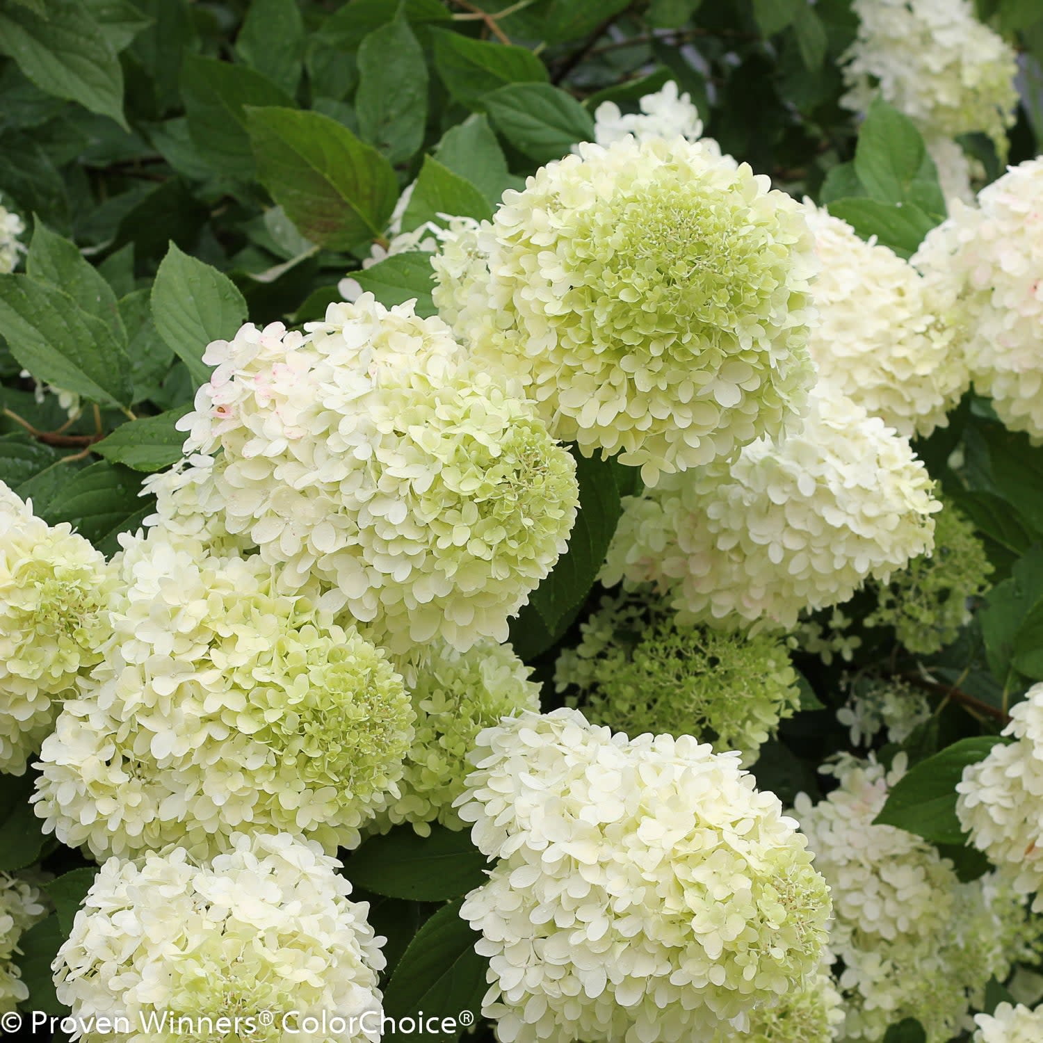 Proven Winners ColorChoice 5" 'Limelight' Panicle Hydrangea Live Plant ...