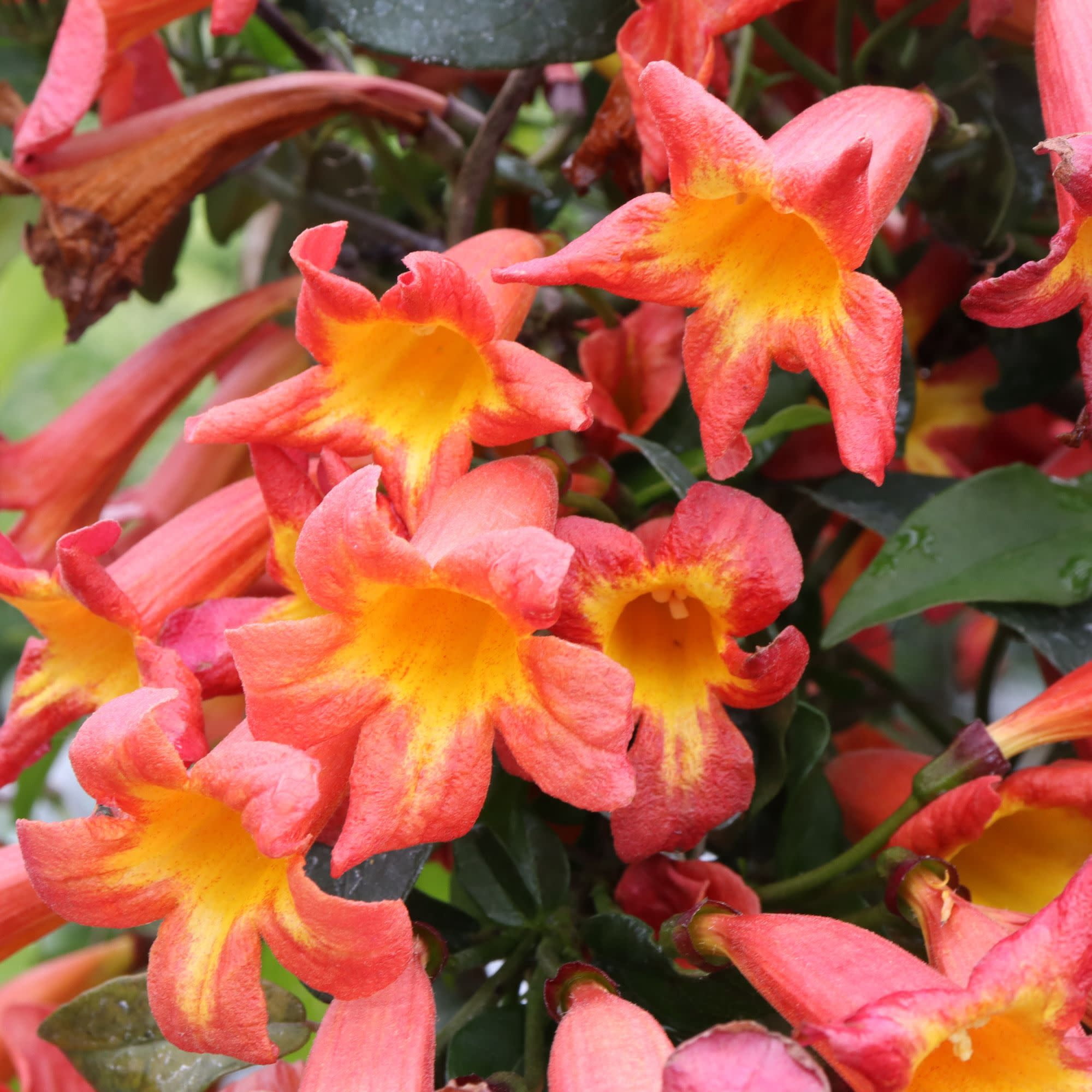 Proven Winners ColorChoice 5" Orange Dressed To Thrill Crossvine Live ...