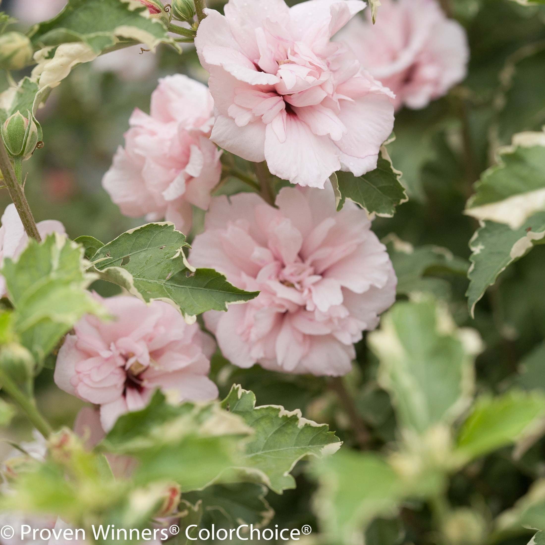 Proven Winners ColorChoice 5" Pink Sugar Tip Rose of Sharon Live Plant ...