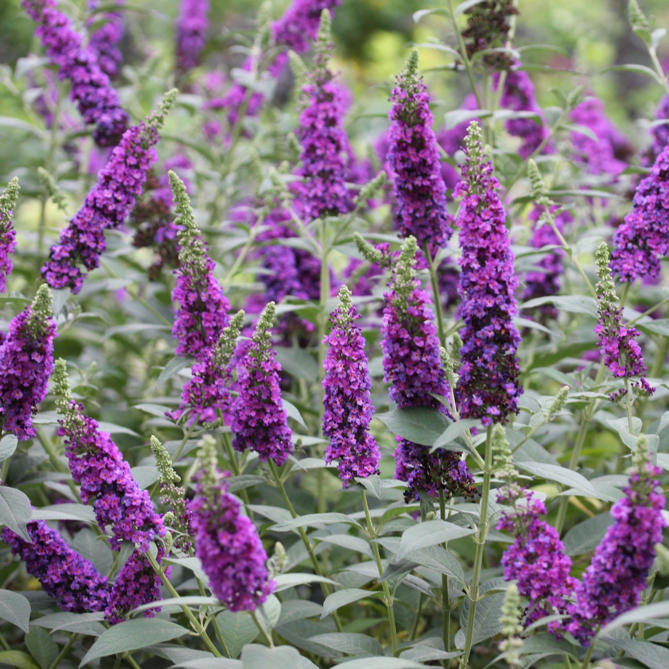 Proven Winners ColorChoice 5" Purple 'Miss Violet' Butterfly Bush Live ...