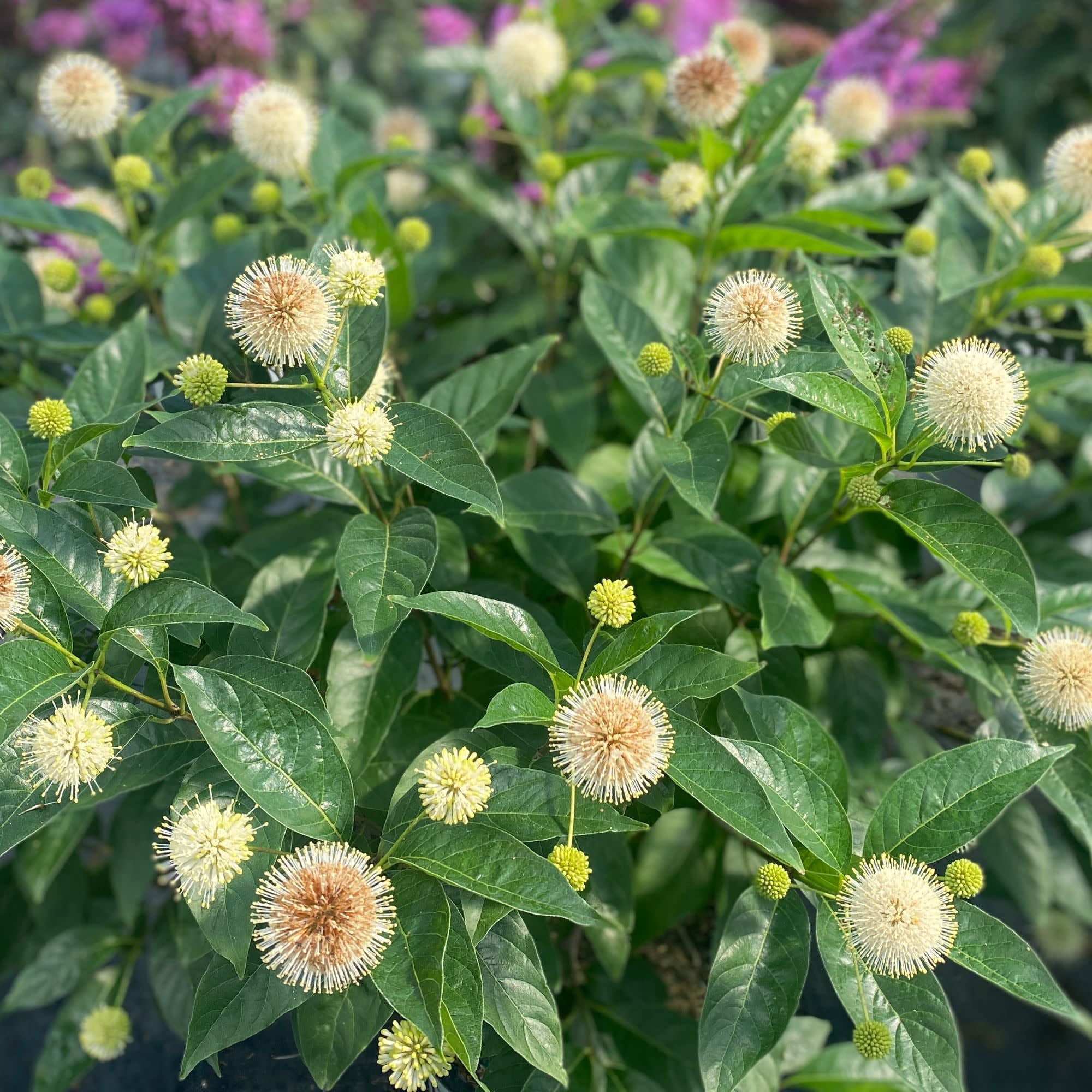 Proven Winners ColorChoice 5" White Sugar Shack 2.0 Buttonbush Live ...