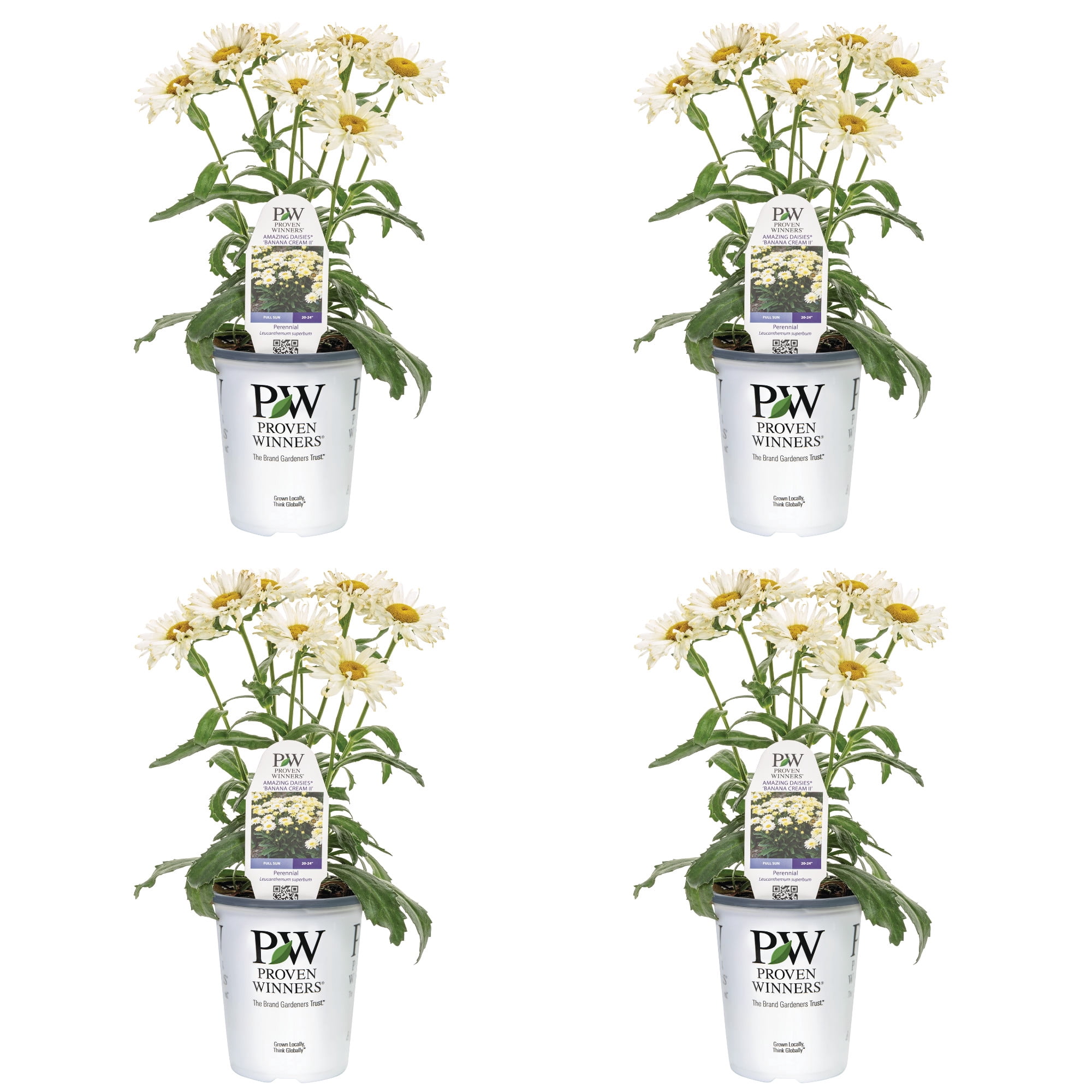 Proven Winners 5" Yellow Amazing Daisies 'Banana Cream II' Shasta Daisy ...