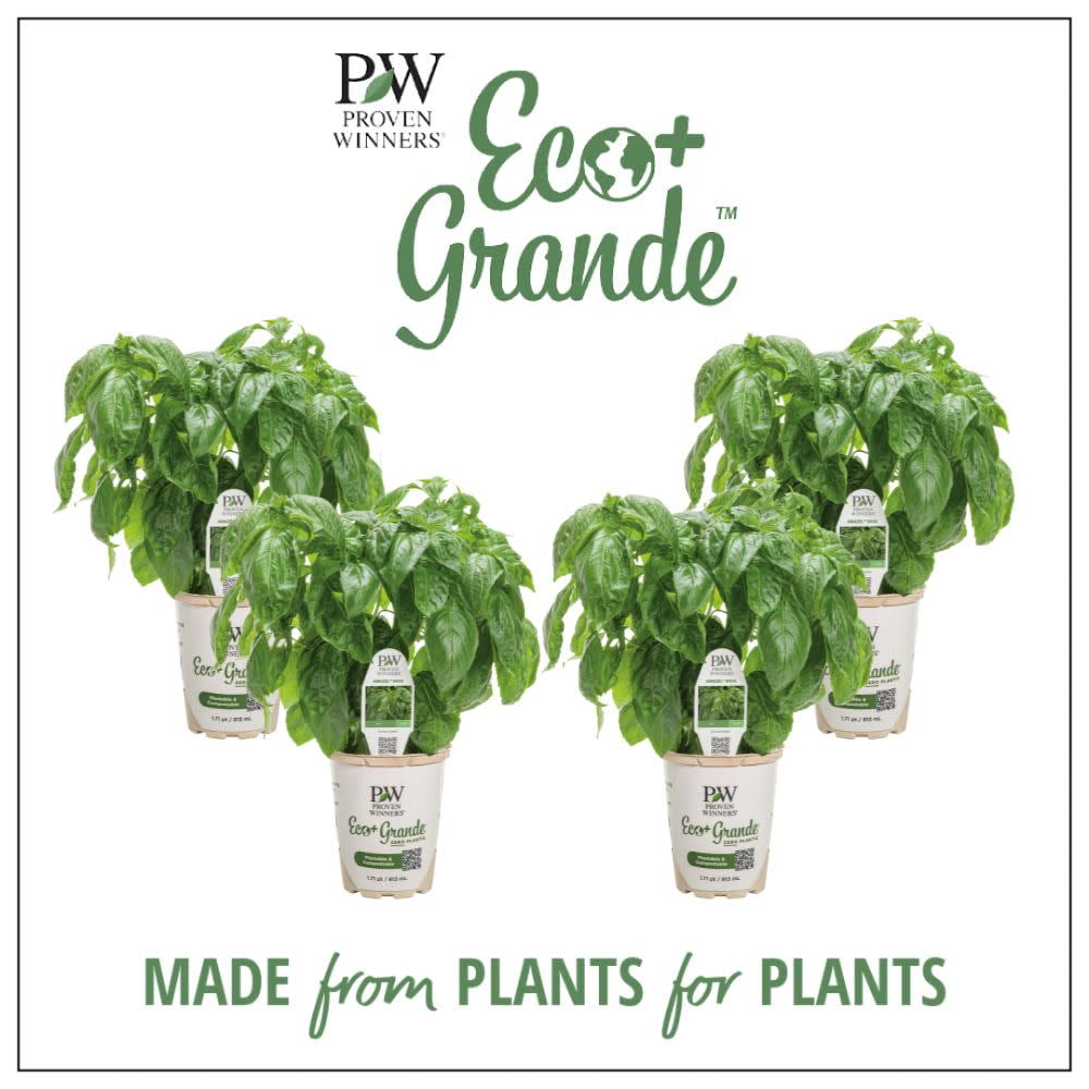Proven Winners 6" Amazel Basil Sweet Italian Basil (Ocimum hybrid) Herb ...