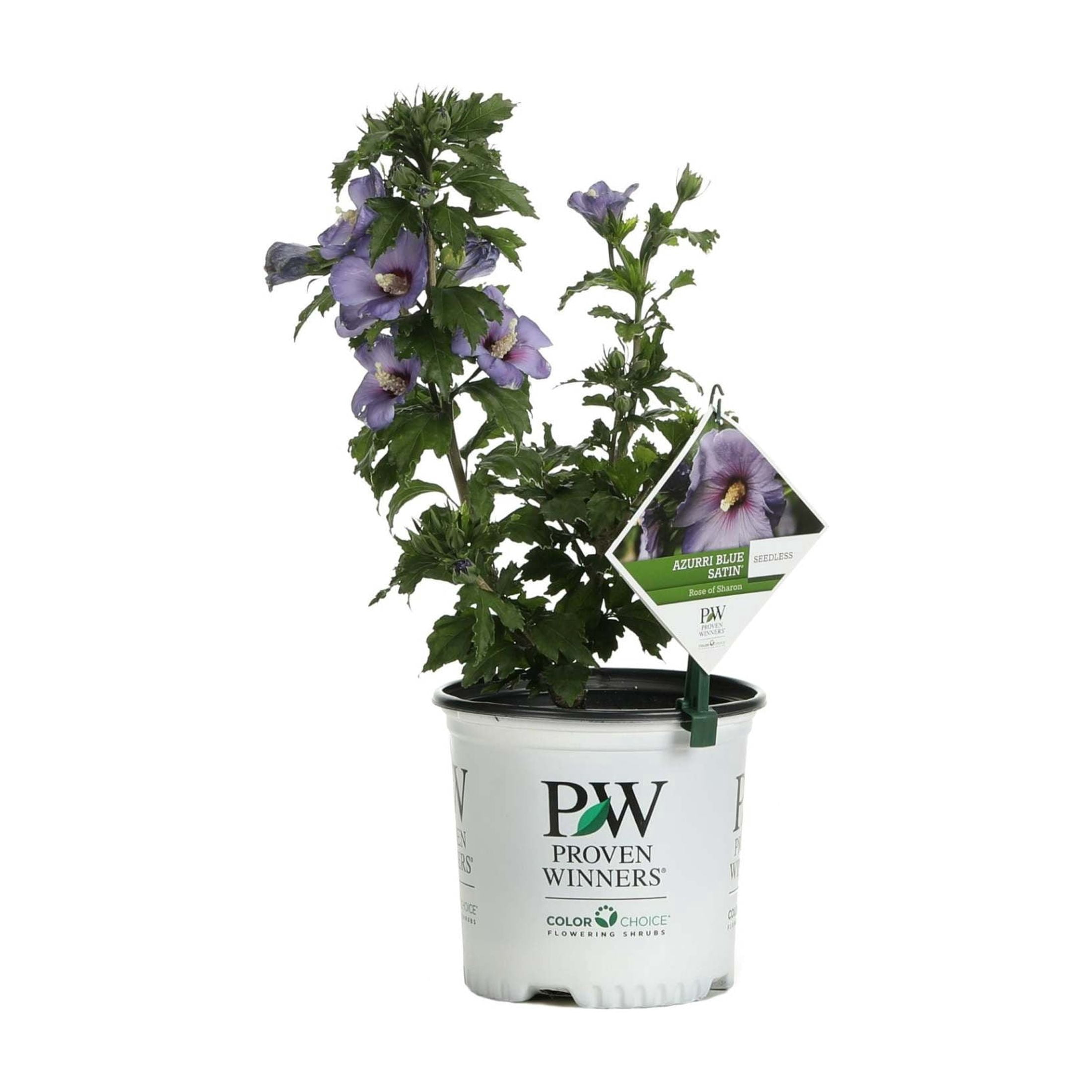 Proven Winners ColorChoice 6" Azurri Blue Satin Rose of Sharon Live ...