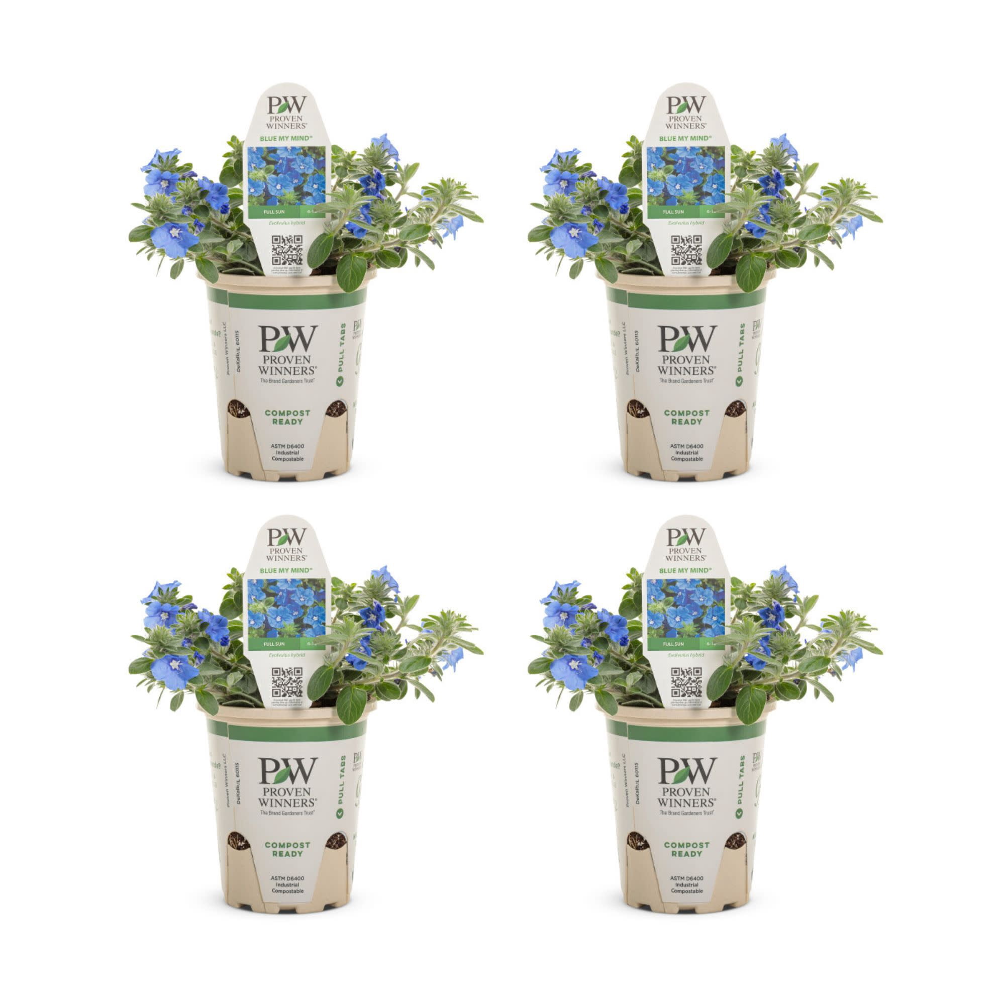 Proven Winners 4" Blue My Mind Dwarf Morning Glory Live Plant in 4.25 ...