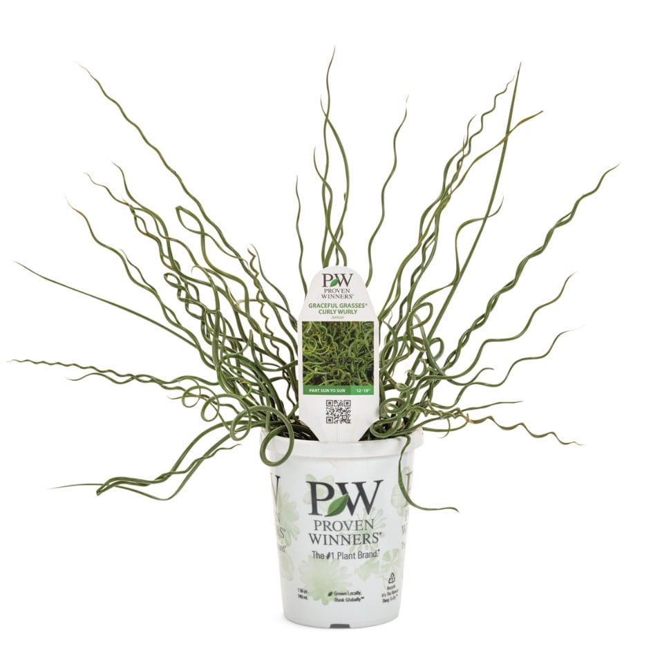 Proven Winners 6" Graceful Grasses Curly Wurly Corkscrew Rush (Juncus ...