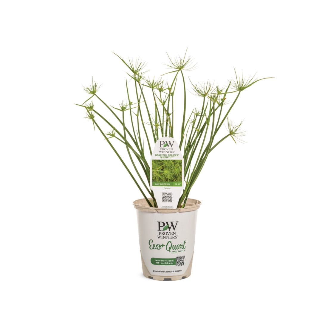 Proven Winners 6" Graceful Grasses Queen Tut Dwarf Papyrus (Cyperus ...