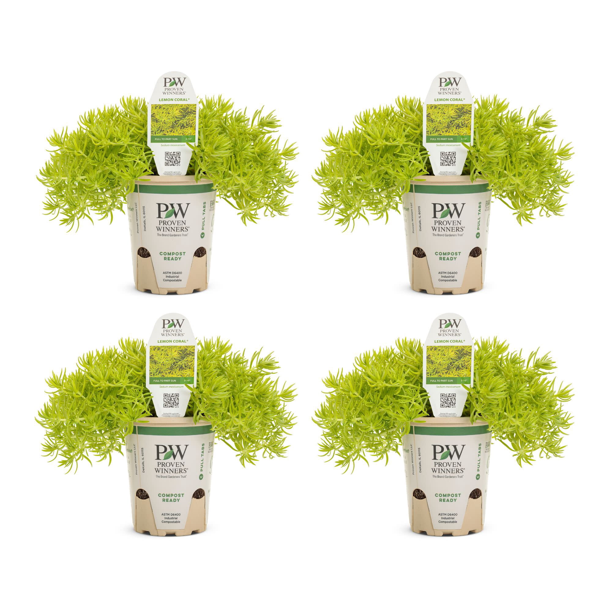 Proven Winners 4" Lemon Coral Stonecrop Live Plant in 4.25" Pot (4 ...