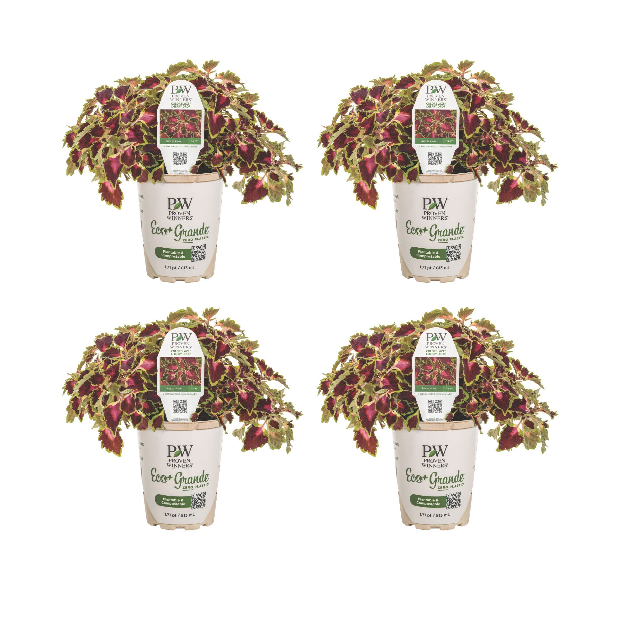 Proven Winners 4" Multicolor ColorBlaze Cherry Drop Coleus Live Plant ...