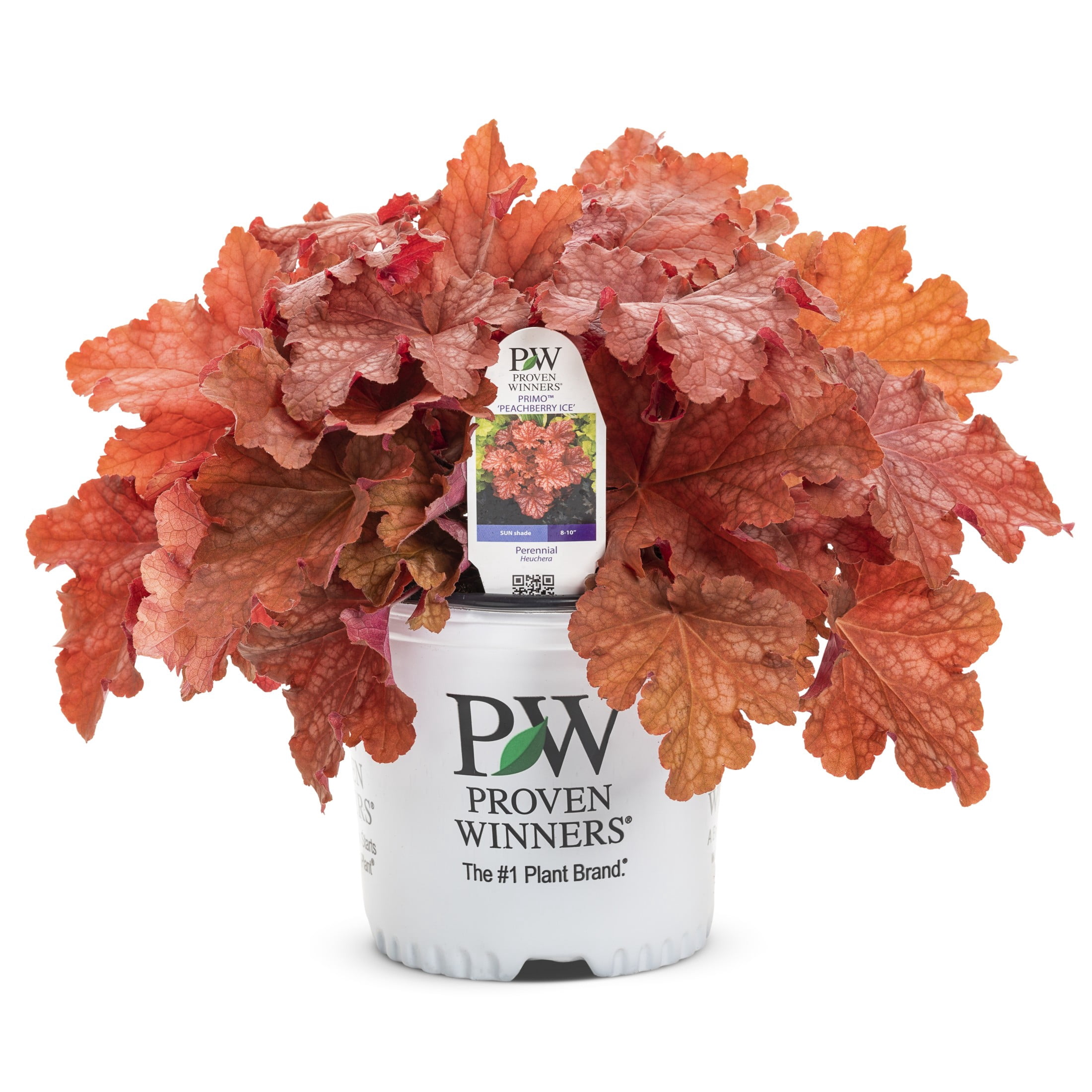 Proven Winners 5" Orange Primo 'Peachberry Ice' Coral Bells Live Plant ...
