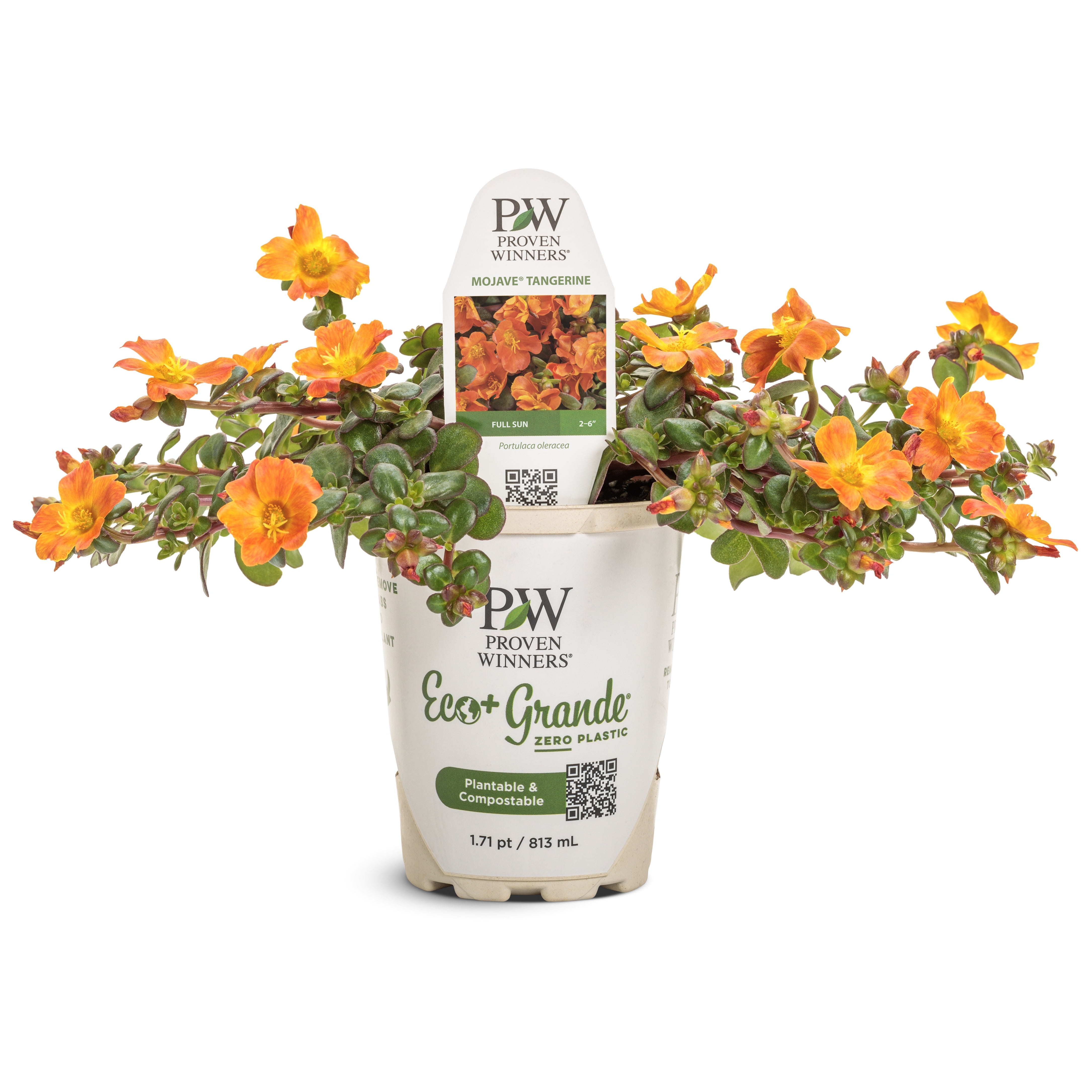 Proven Winners 6" Orange Mojave Tangerine Purslane (Portulaca ...