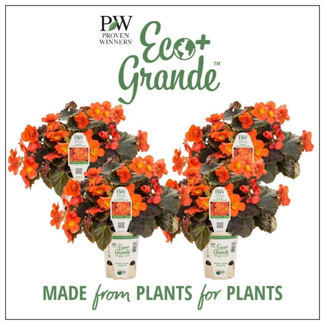 Proven Winners 6" Orange Solenia Chocolate Orange Rieger Begonia ...
