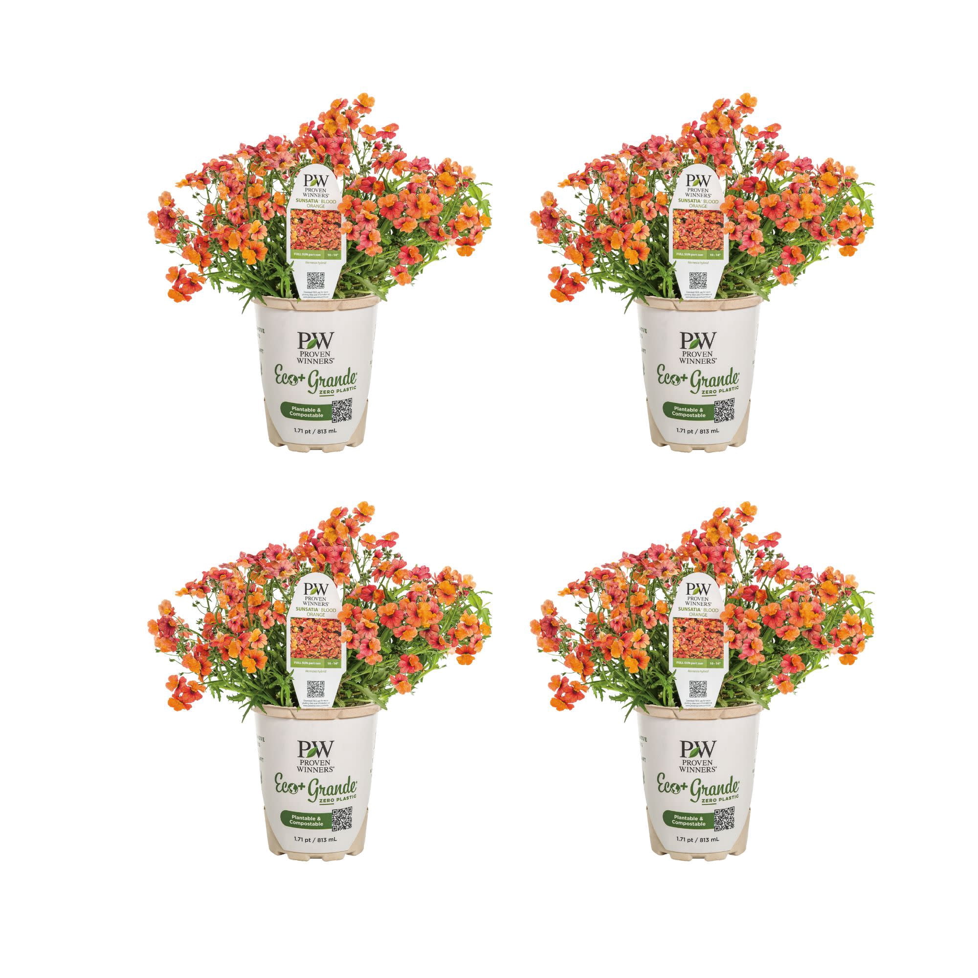 Proven Winners 4" Sunsatia Blood Orange Nemesia Live Plant in 4.25" Pot ...