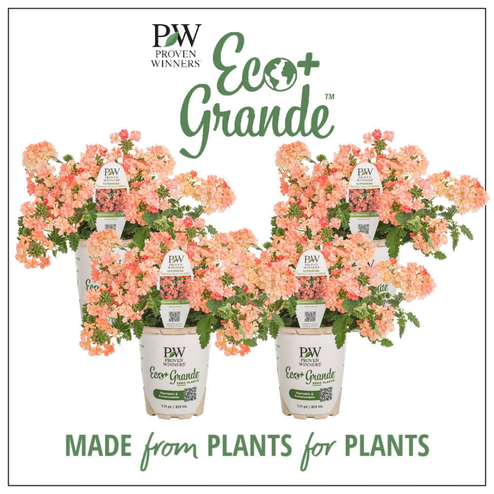Proven Winners 6" Orange Superbena Peachy Keen Verbena (Verbena hybrid ...