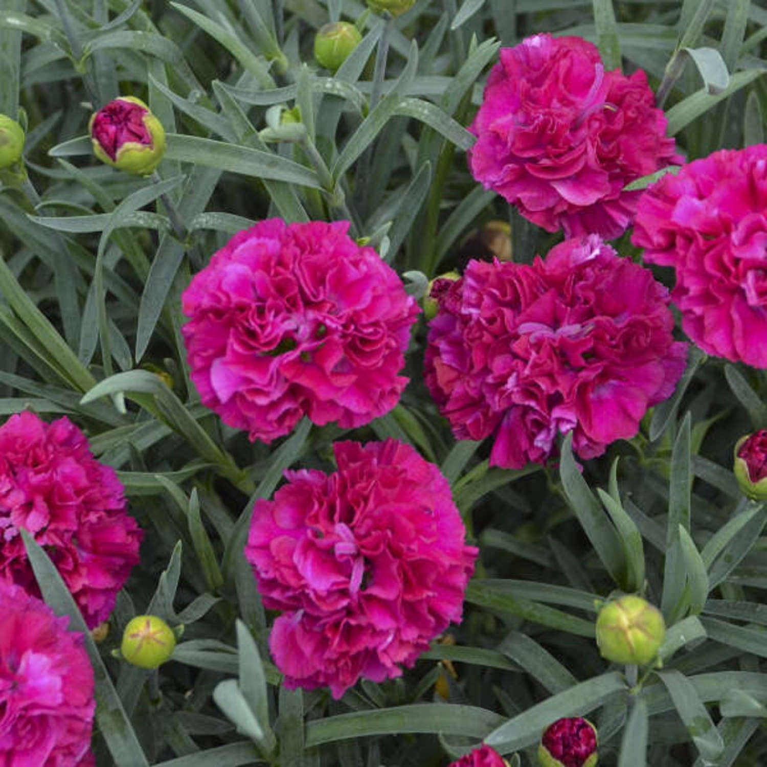 Proven Winners 6" Pink Fruit Punch 'Funky Fuchsia' Pinks Live Plant in ...