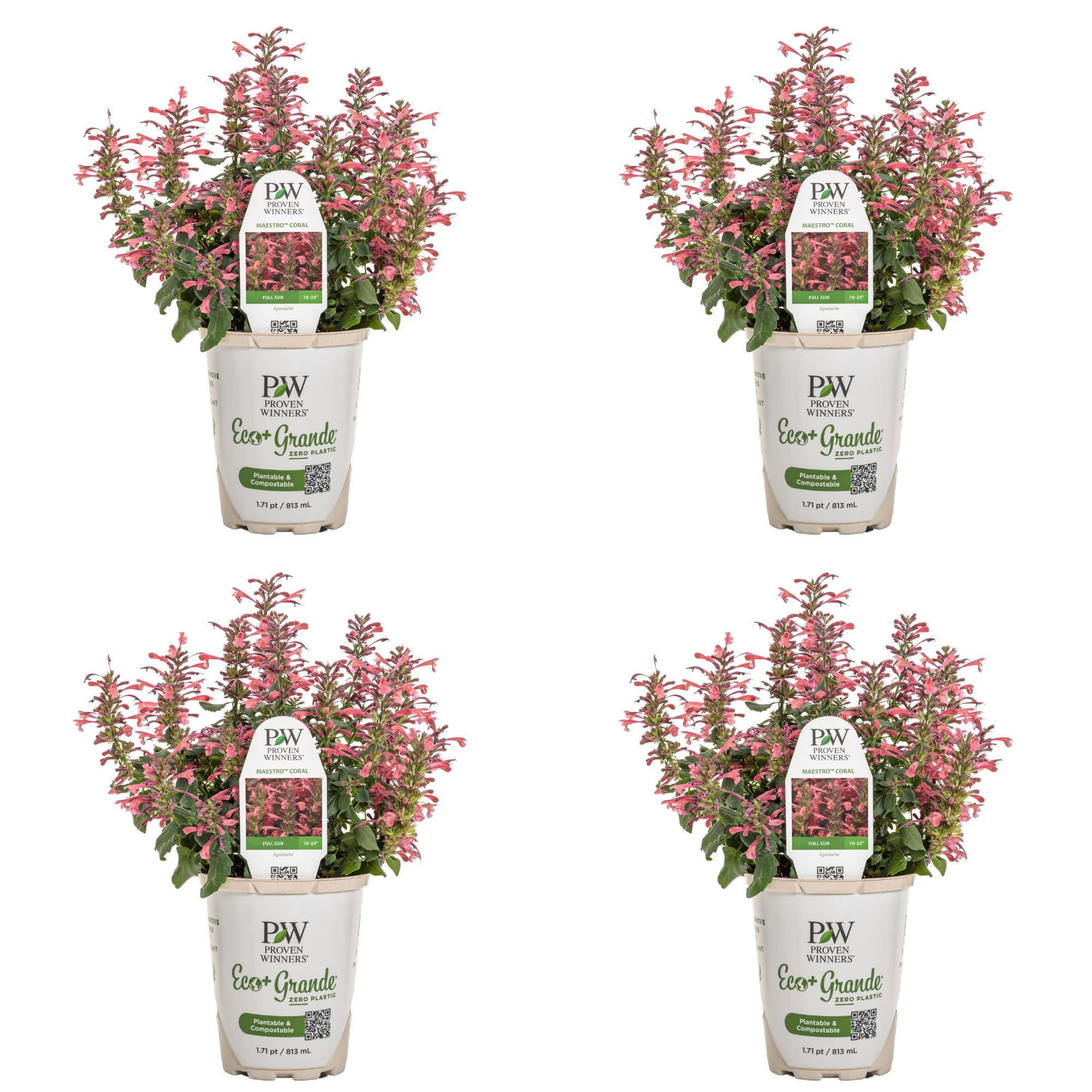 Proven Winners 4" Pink Maestro Coral Hyssop Live Plant in 4.25" Pot (4 ...