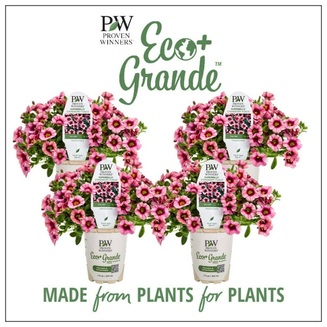 Proven Winners 6" Pink Superbells Strawberry Punch Calibarchoa ...