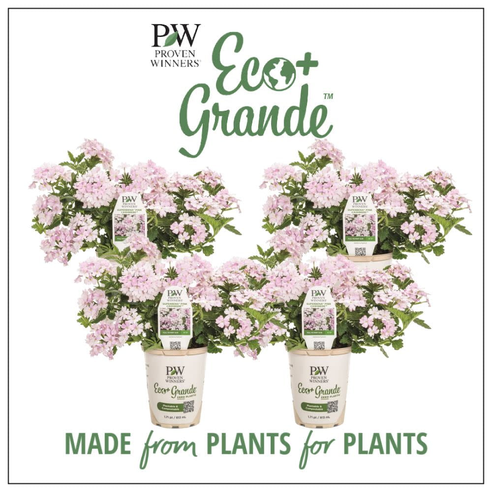 Proven Winners 6" Pink Superbena Pink Cashmere Verbena (Verbena hybrid ...