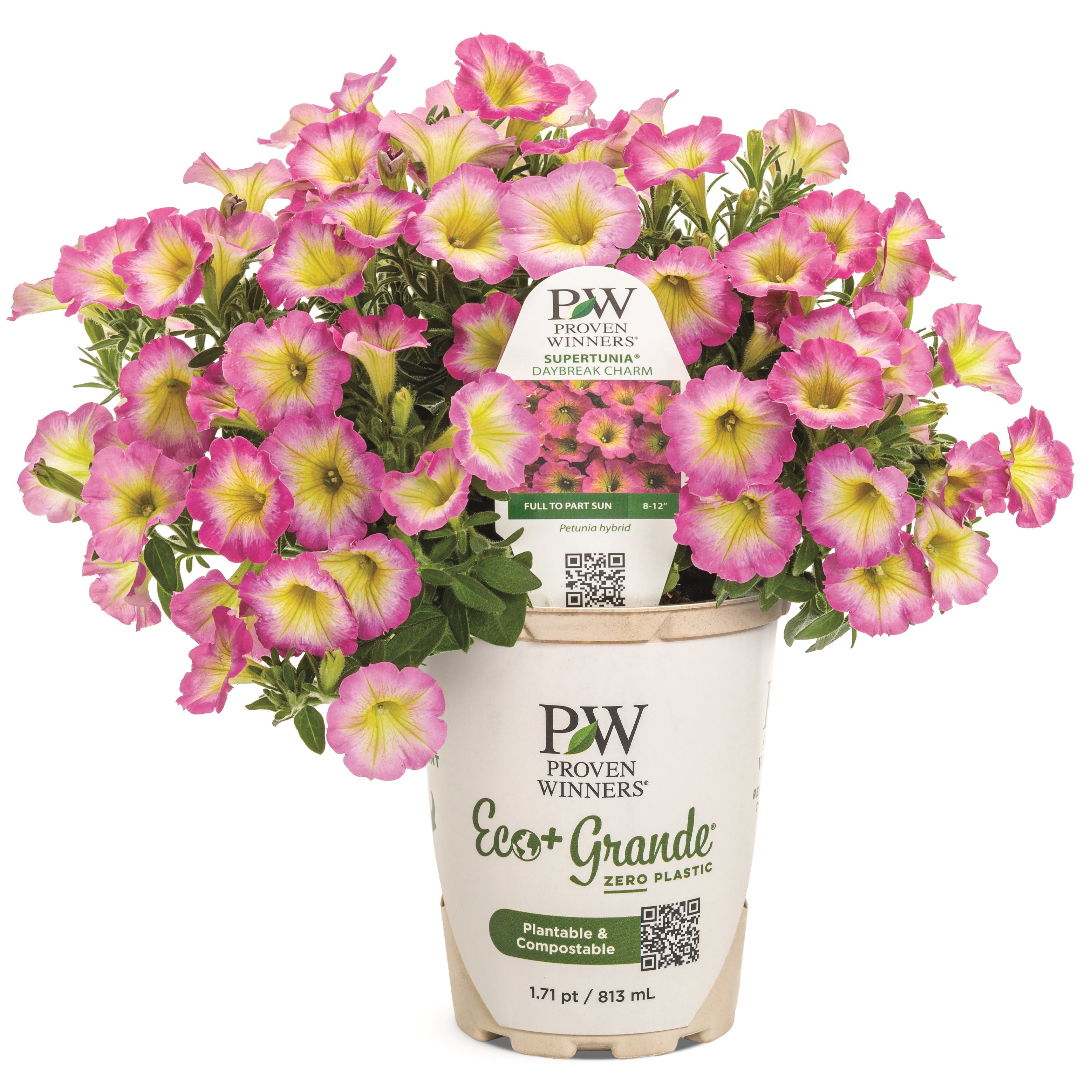 Proven Winners 6" Pink Supertunia Daybreak Charm Petunia (Petunia ...