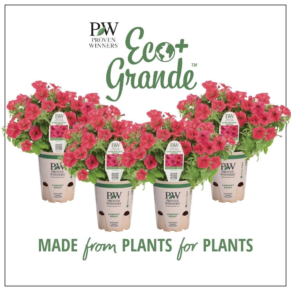Proven Winners 6" Pink Supertunia Vista Paradise Petunia (Petunia ...
